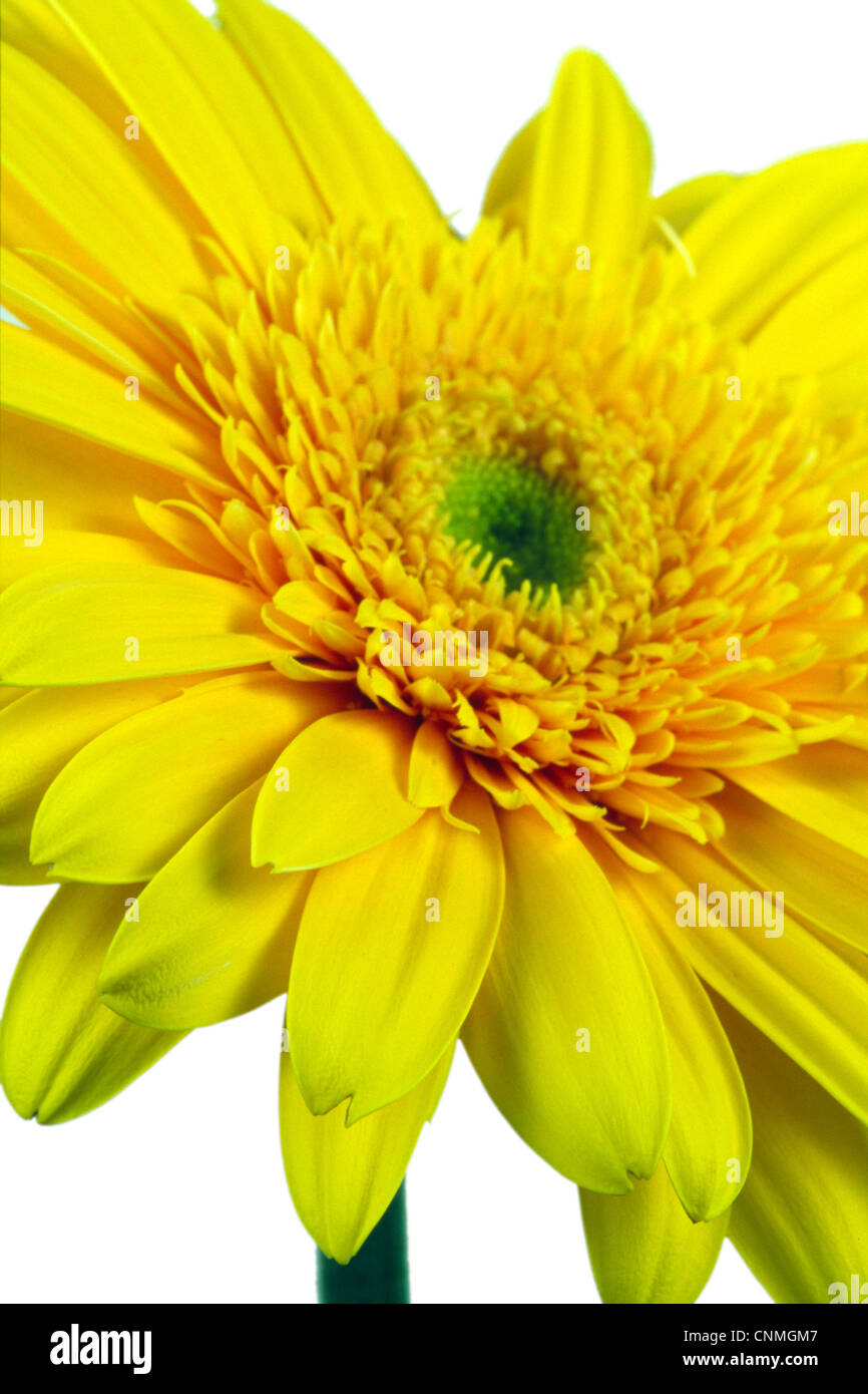 Yellow Gerbera Flower Isolated on White Background Stock Photo - Alamy