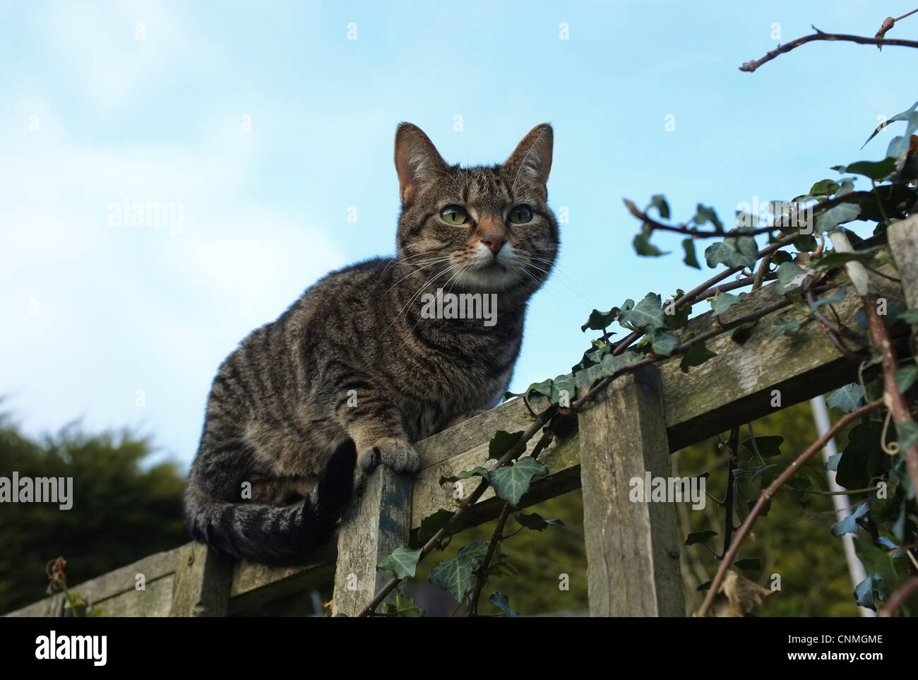 Domestic cat on fence hi-res stock photography and images - Alamy