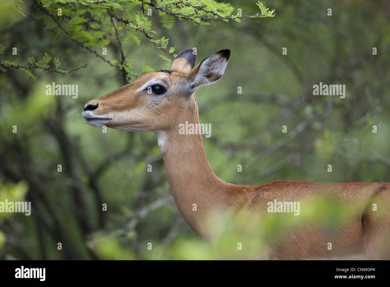 Side profile female impala hi-res stock photography and images - Alamy