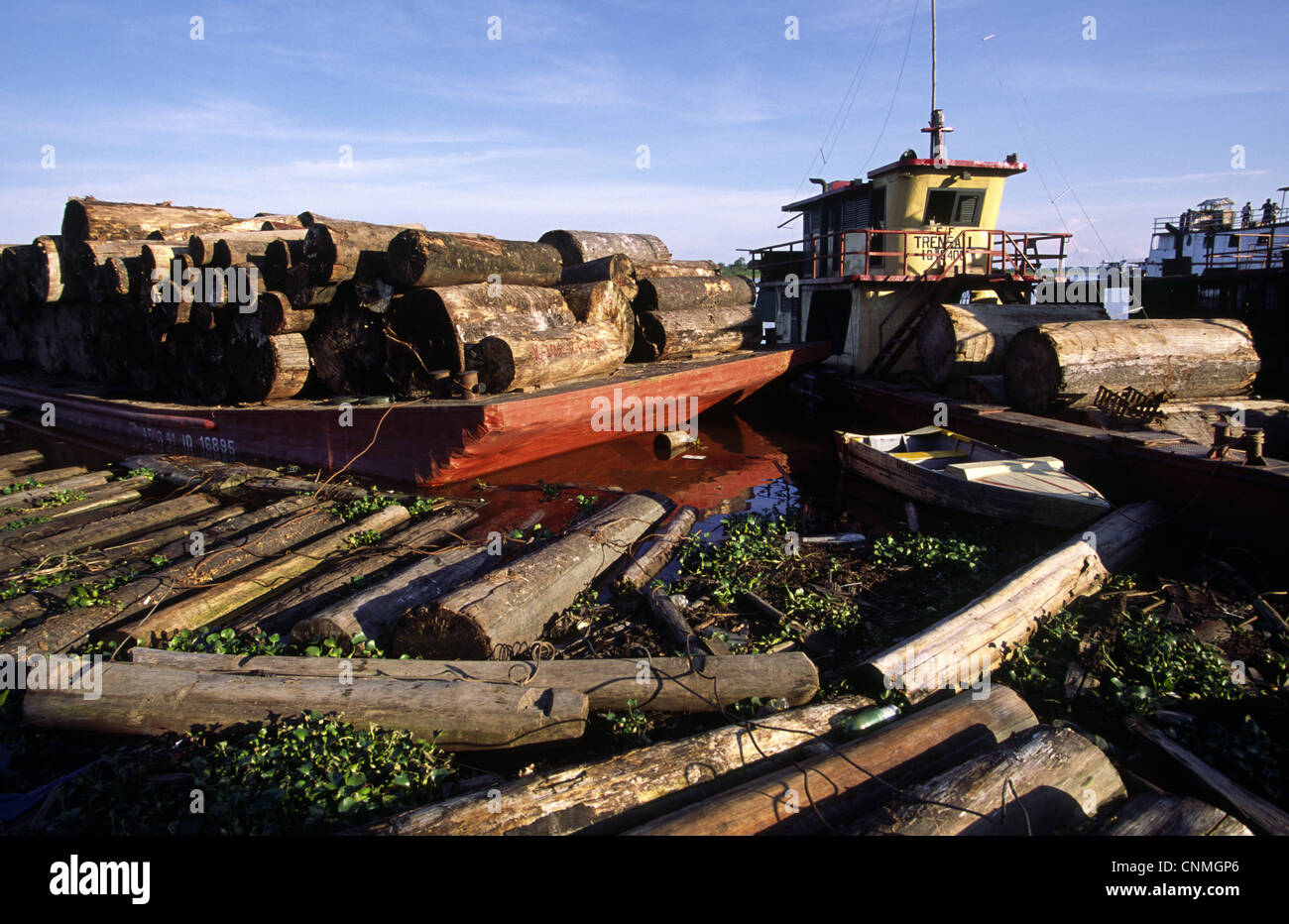 Floating Timber yard on the Amazon river. Iquitos, Loreto Province ...