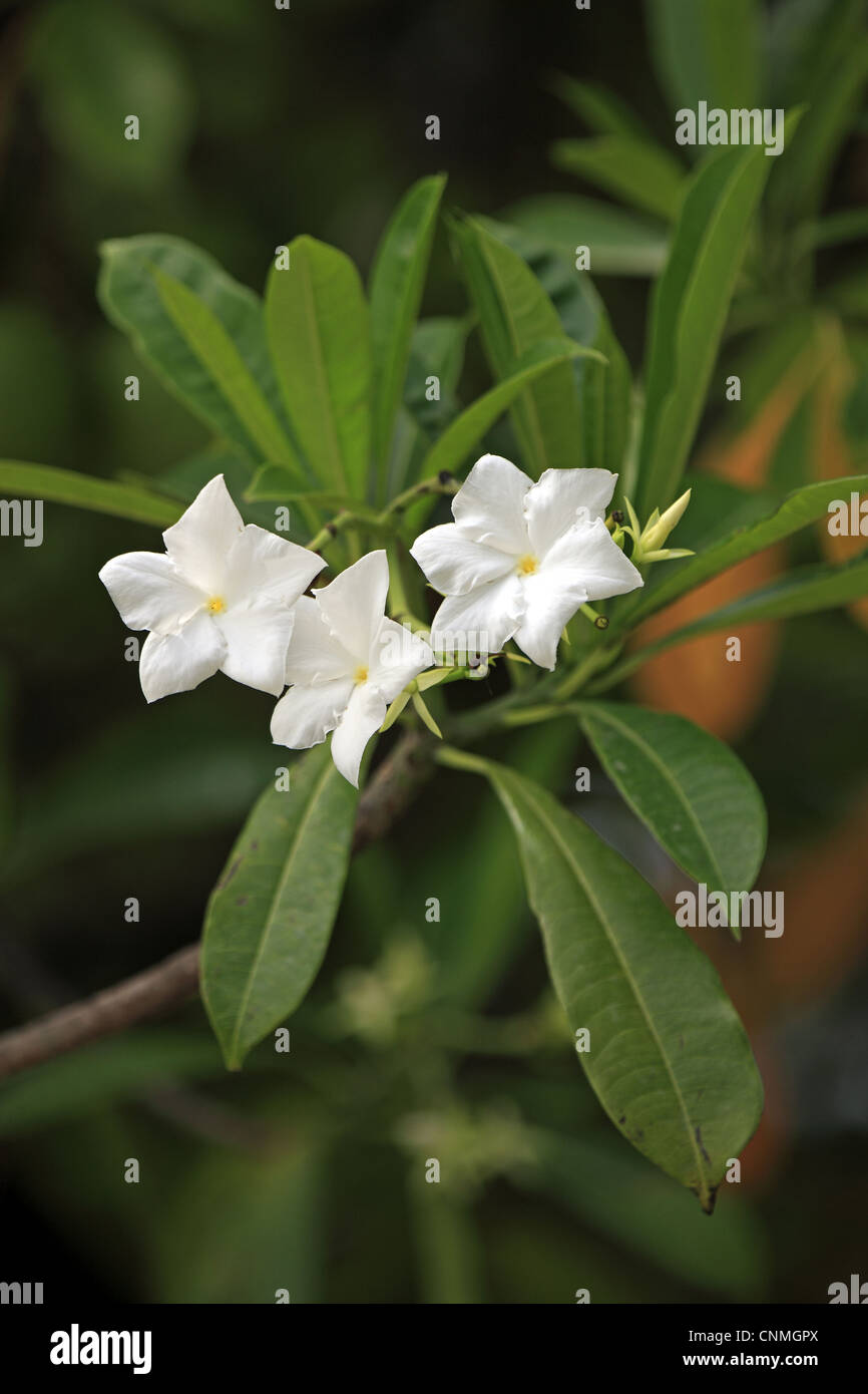 Pong pong kota kinabalu sabah hi-res stock photography and images - Alamy