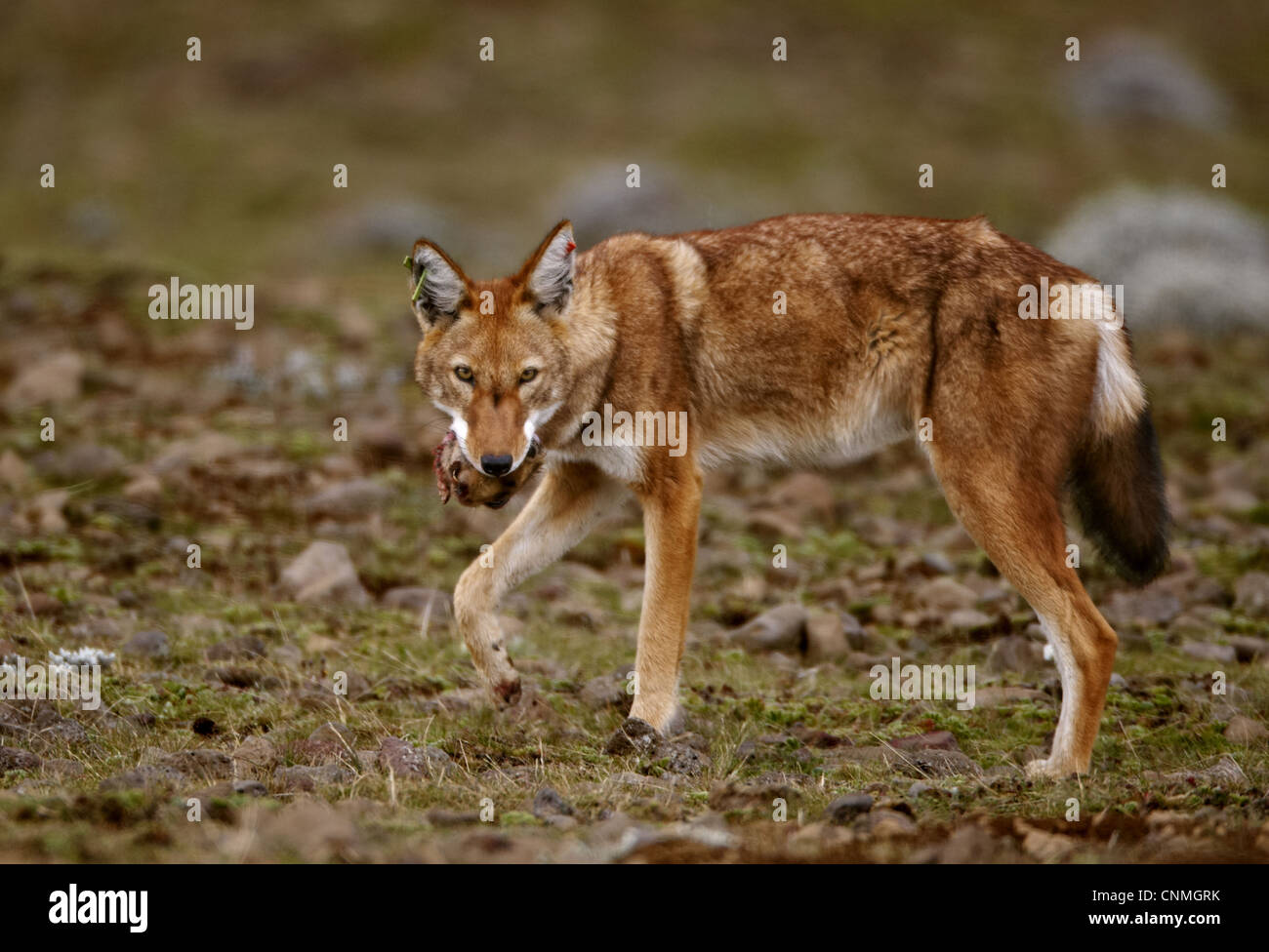 Ethiopian Wolf Canis simensis adult feeding Giant Mole-rat Tachyoryctes ...