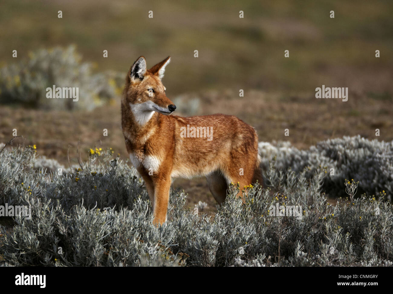 Ethiopian Wolf (Canis simensis) adult, standing in afro-alpine moorland ...