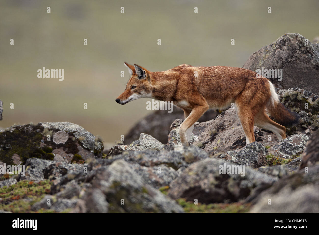 Ethiopian Wolf (Canis simensis) adult, walking amongst rocks on afro ...