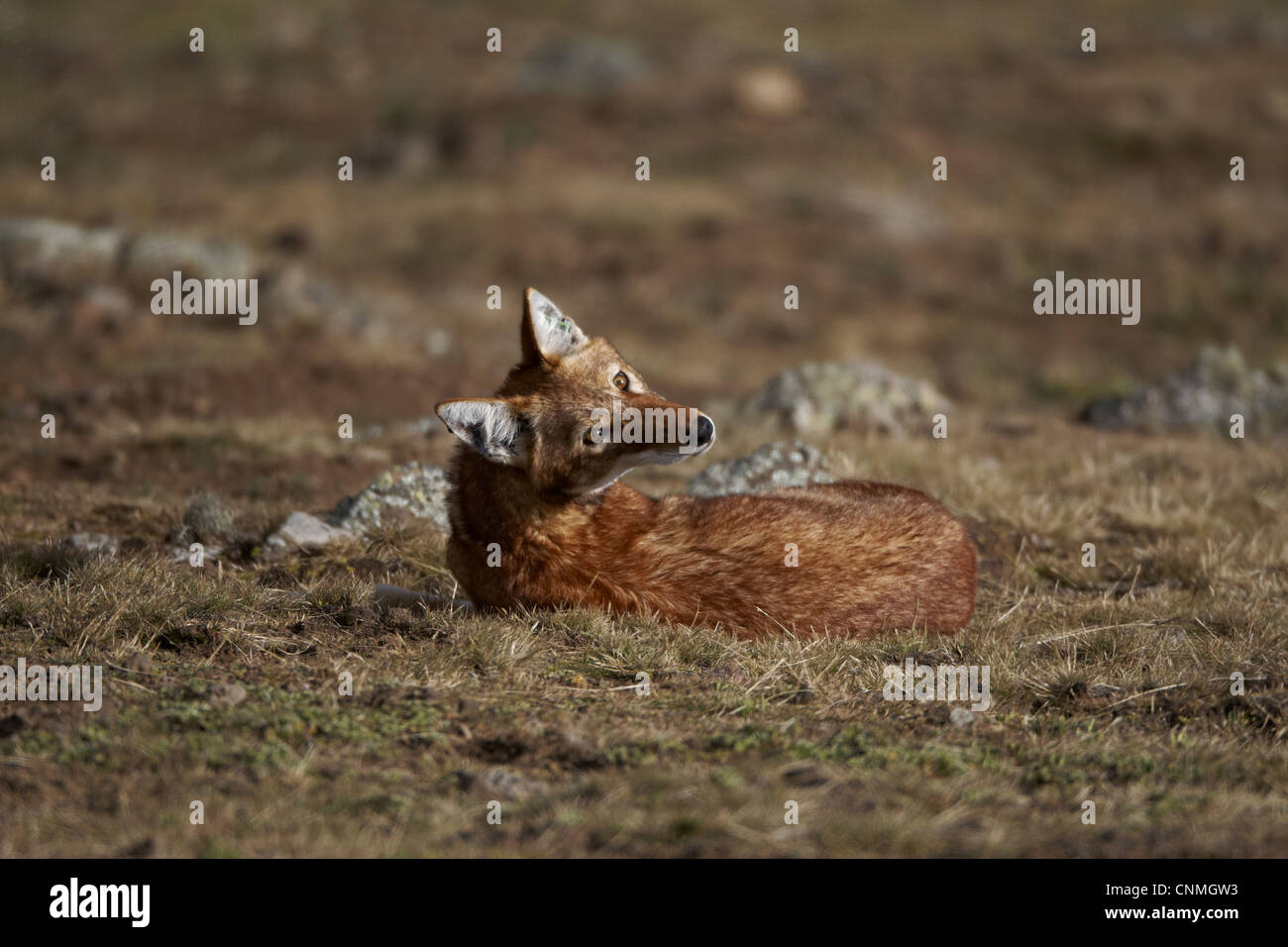 Ethiopian Wolf (Canis simensis) adult, resting on grassy plain, Simien ...
