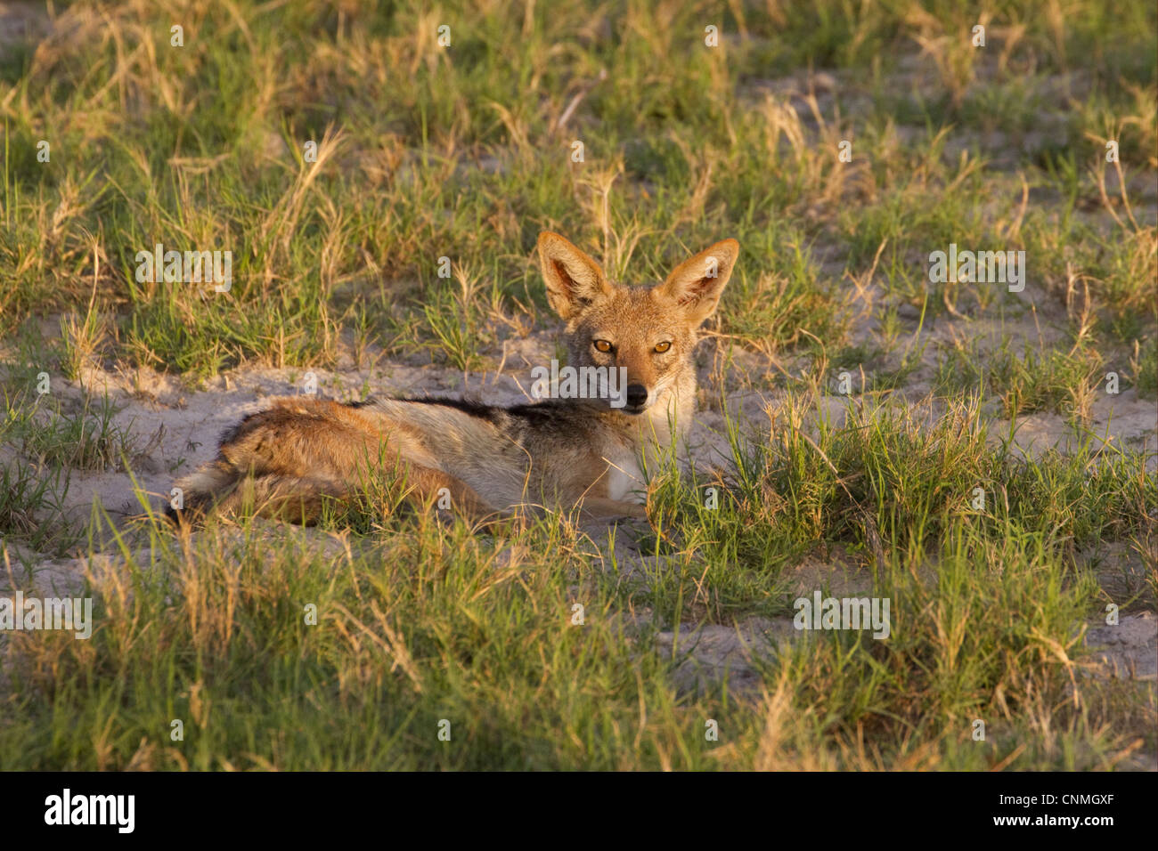 Black-backed Jackal (Canis mesomelas) adult, resting on ground in ...