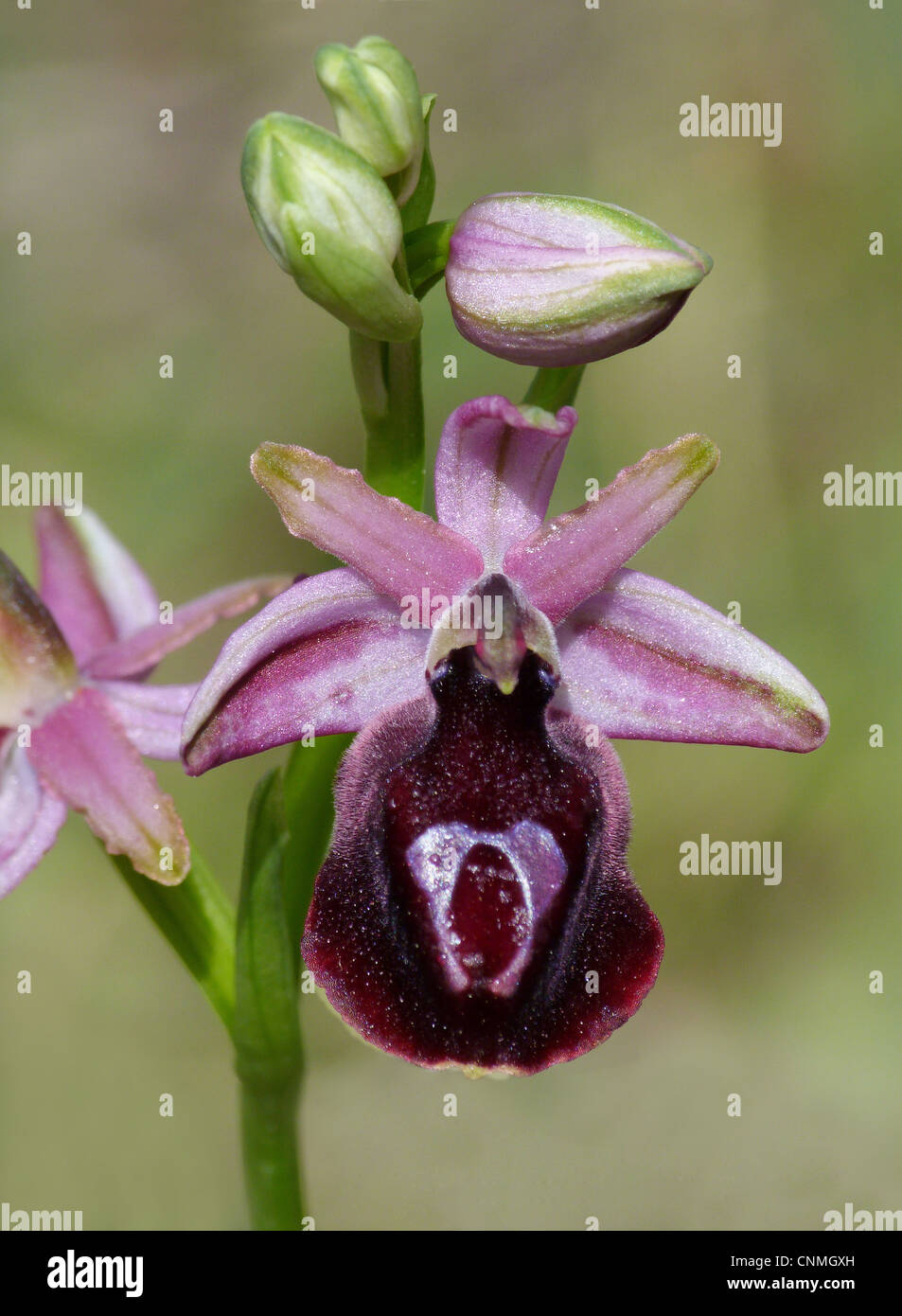 Horseshoe Orchid (Ophrys ferrum-equinum) close-up of flower and buds ...