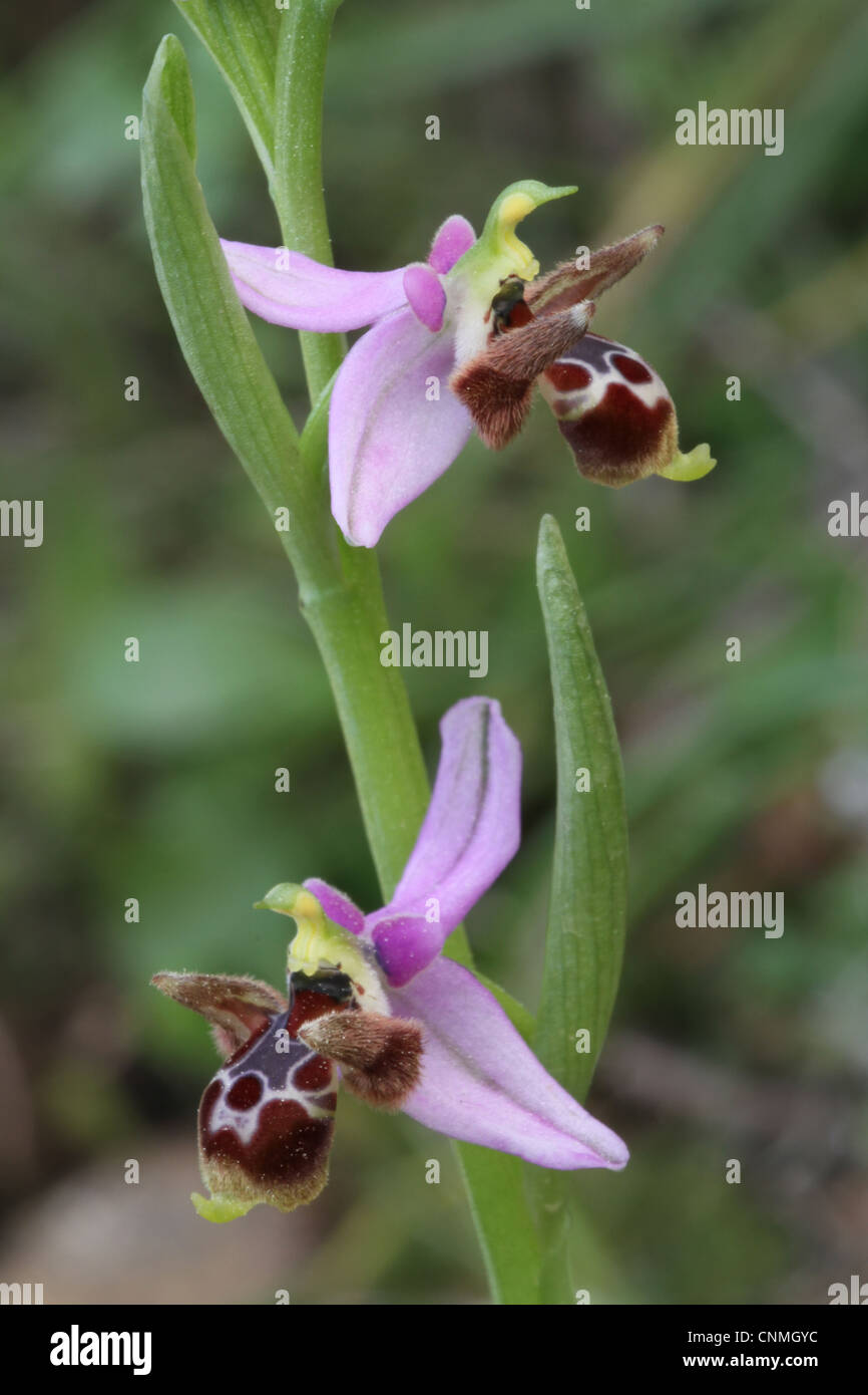 Horned orchid hi-res stock photography and images - Alamy