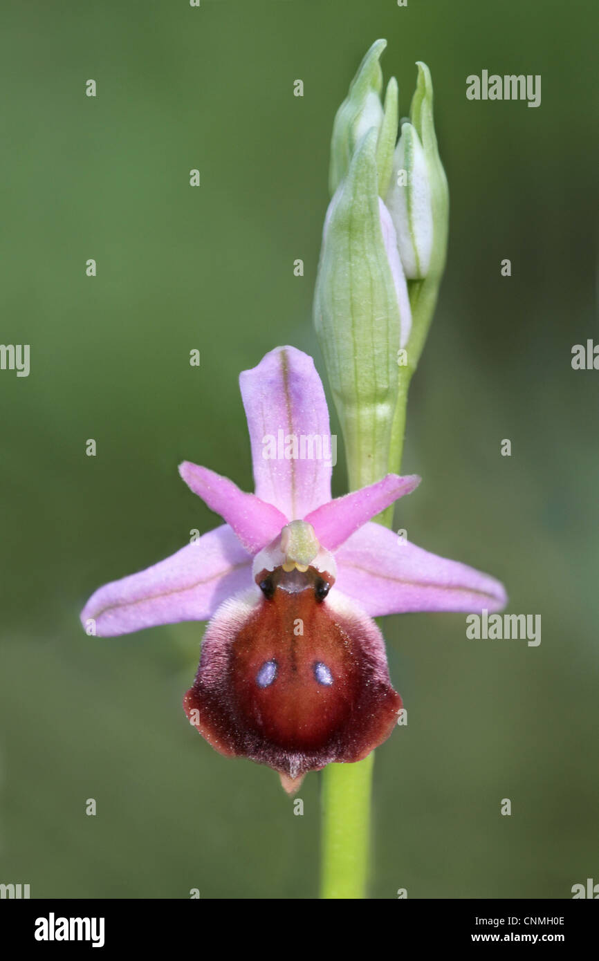 Argolis hi-res stock photography and images - Alamy