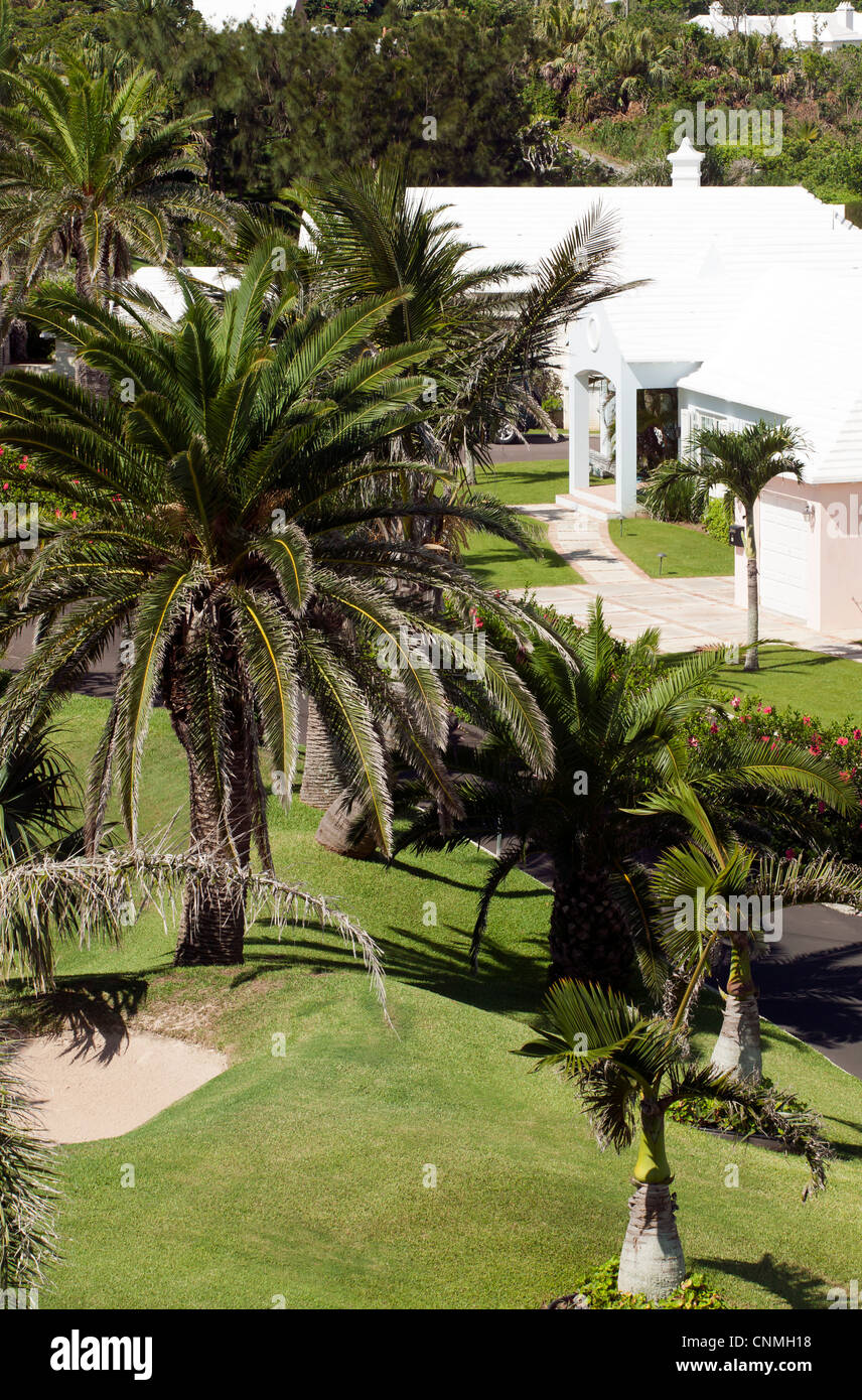 Bermuda palm trees hi-res stock photography and images - Alamy