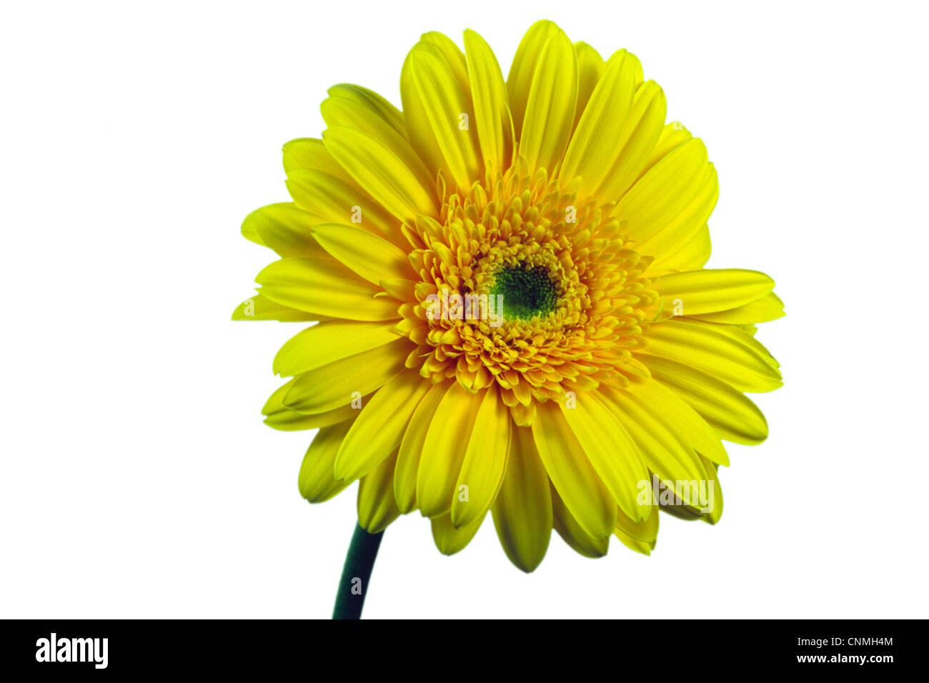 Yellow Gerbera Flower Isolated on White Background Stock Photo - Alamy