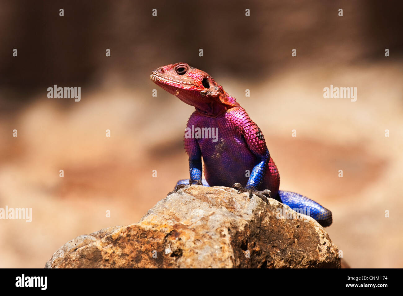 Common Agama, Red-headed Rock Agama, or Rainbow Agama (Agama agama) is ...