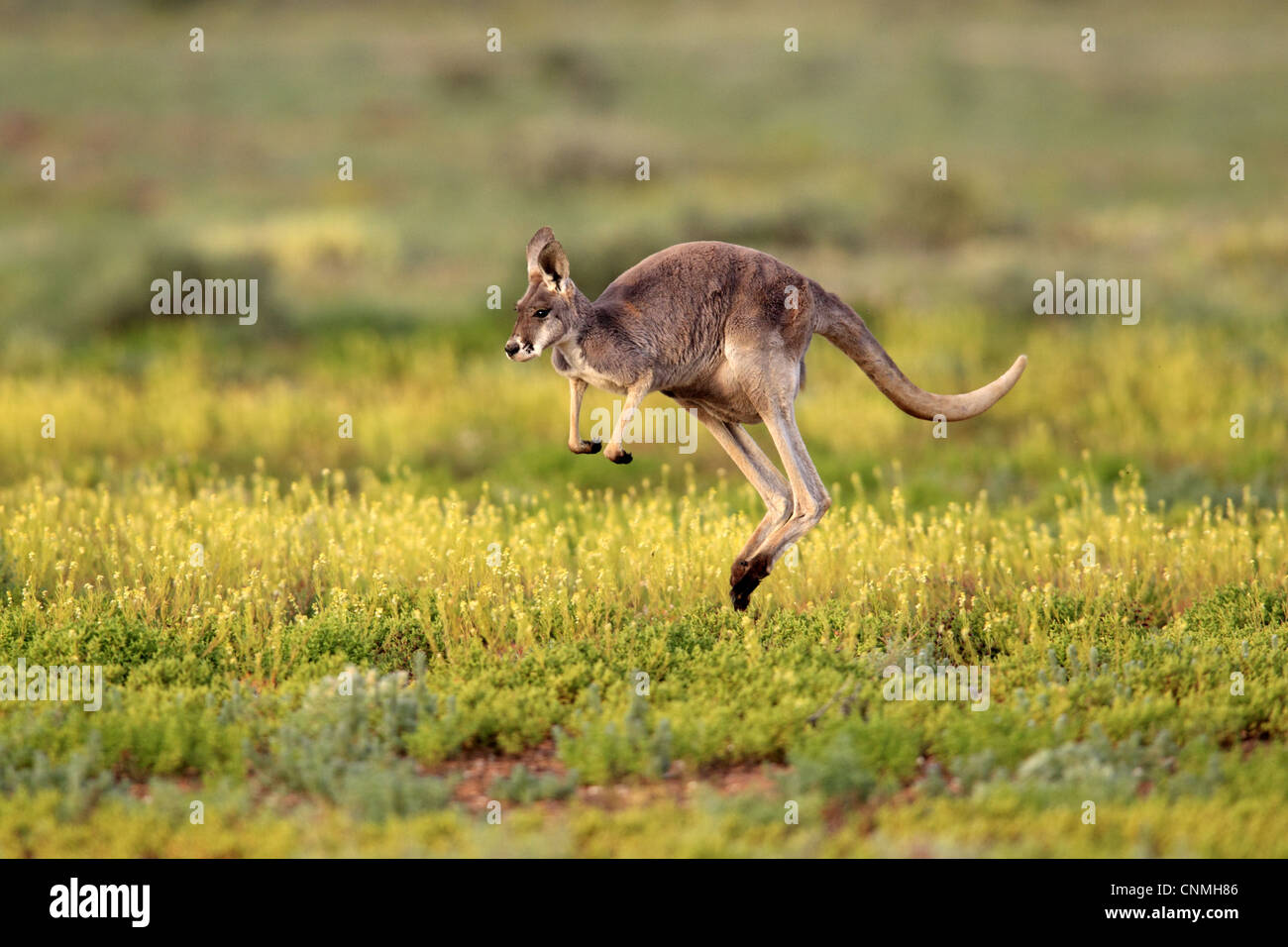 Red Kangaroo (Macropus rufus) adult, jumping over low vegetation, Sturt ...