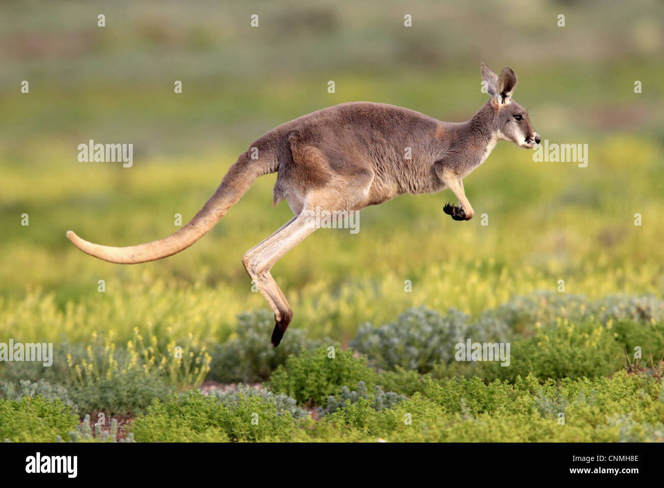 Red Kangaroo (Macropus rufus) adult, jumping over low vegetation, Sturt ...