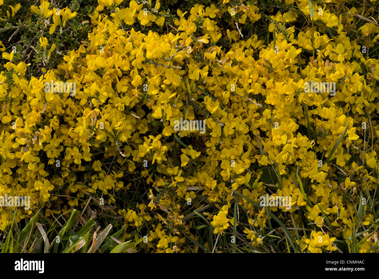 Hairy Greenweed (Genista pilosa) flowering, The Lizard, Cornwall ...
