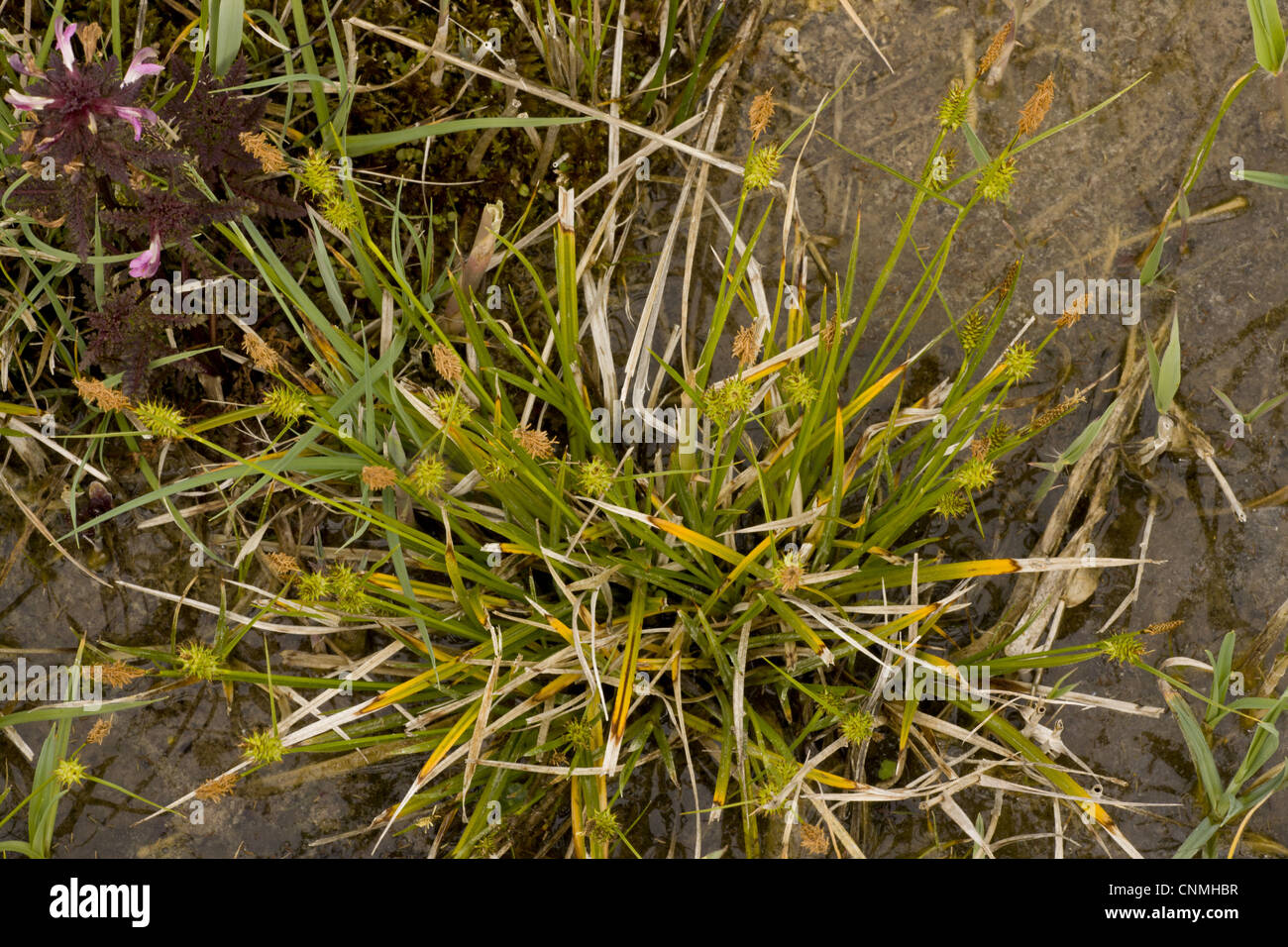 Long-stalked Yellow-sedge Carex lepidocarpa flowering Market Weston Fen ...