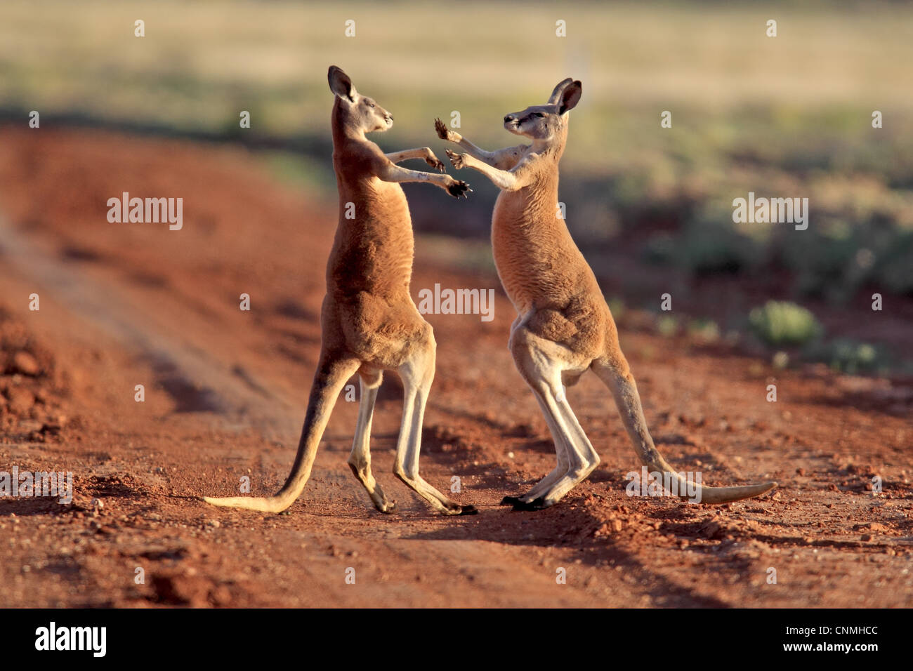 Red Kangaroo (Macropus rufus) two adult males, fighting on dirt track ...