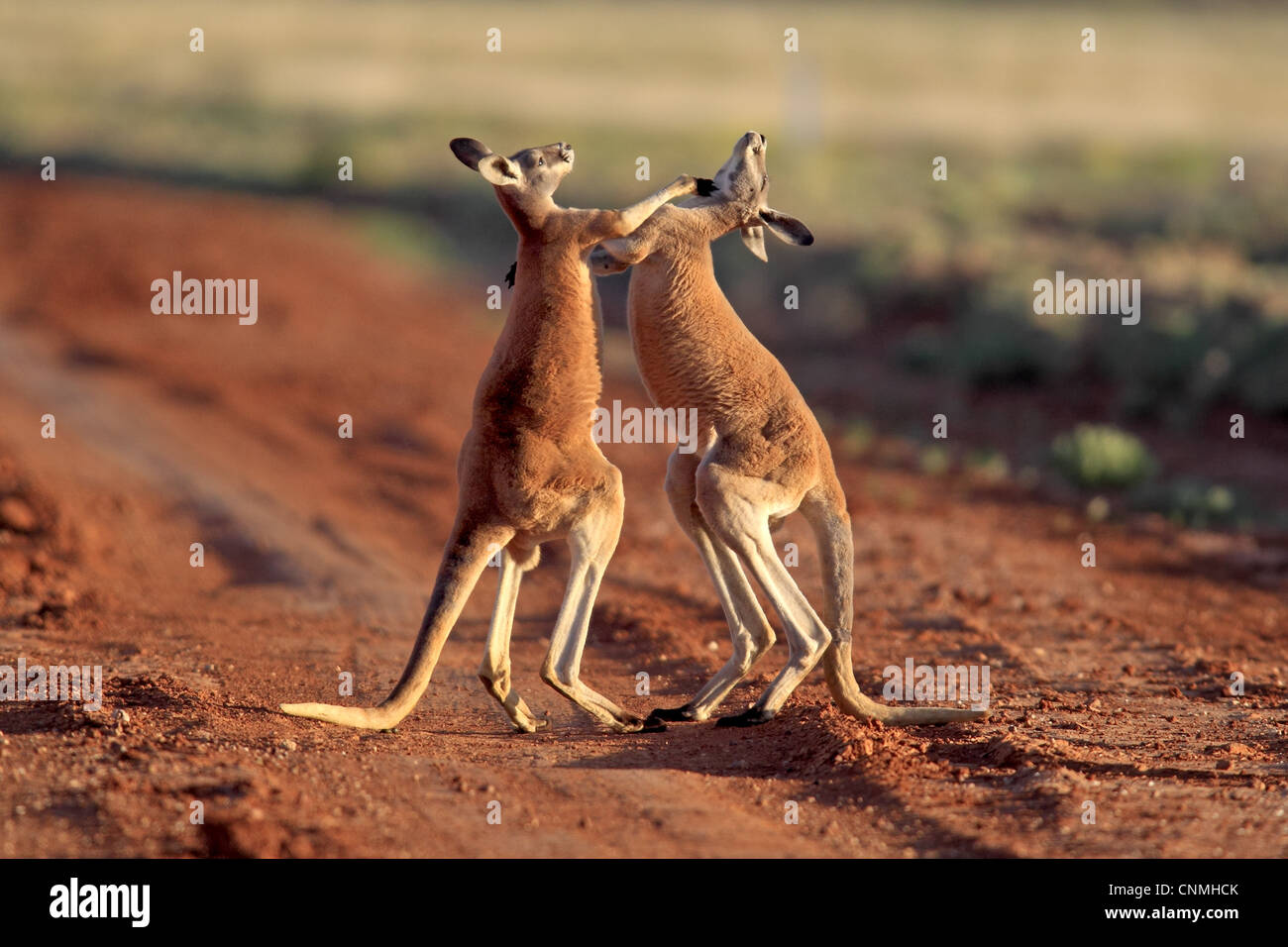 Boxing kangaroo hi-res stock photography and images - Alamy