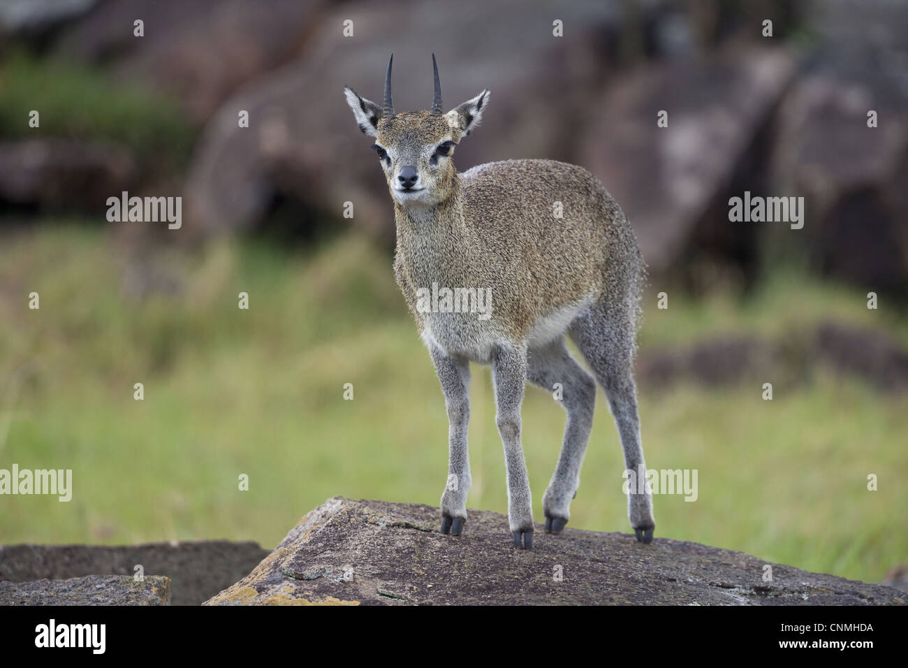 Klipspringers oreotragus oreotragus hi-res stock photography and images ...
