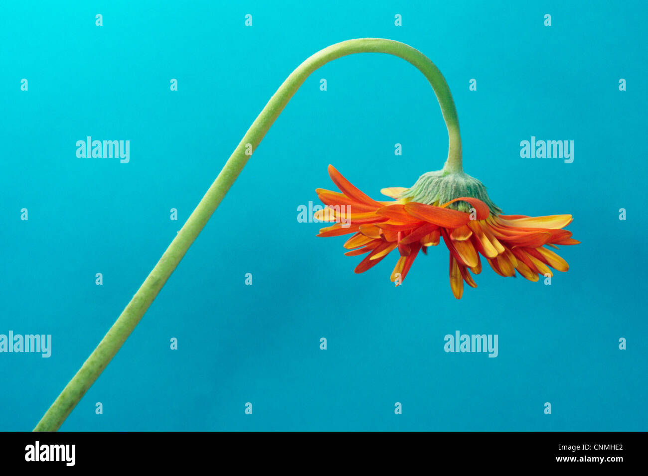 Dying gerbera flower hi-res stock photography and images - Alamy