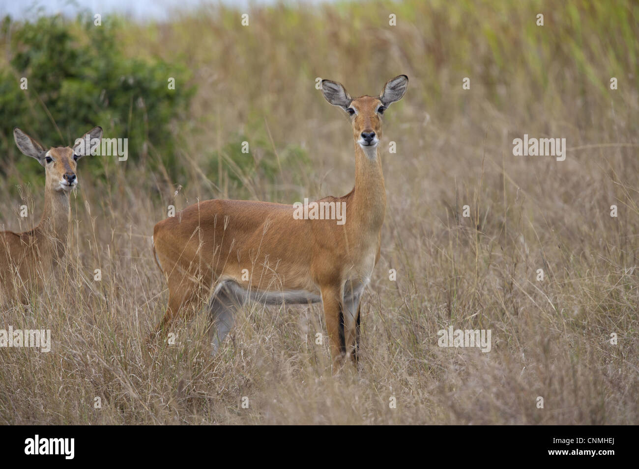 Ugandan kobs hi-res stock photography and images - Alamy