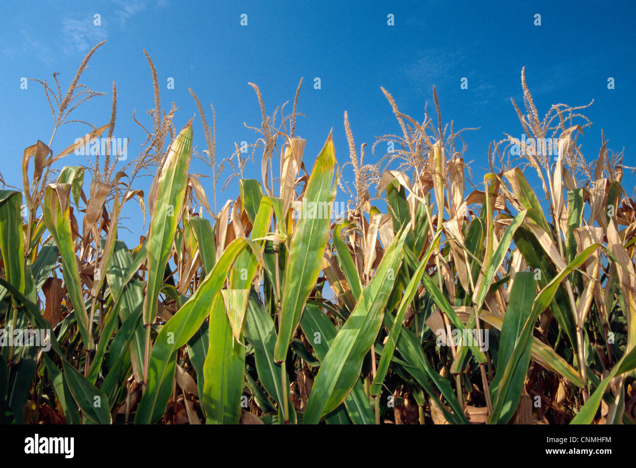Corn Cobs on the Field Stock Photo - Alamy