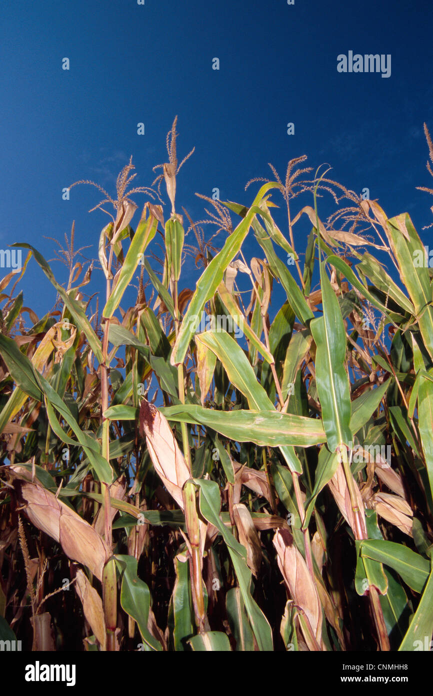 Corn Cobs on the Field Stock Photo - Alamy