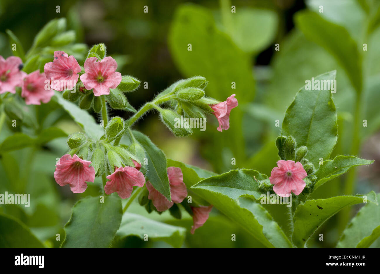 Red lungwort pulmonaria rubra hi-res stock photography and images - Alamy