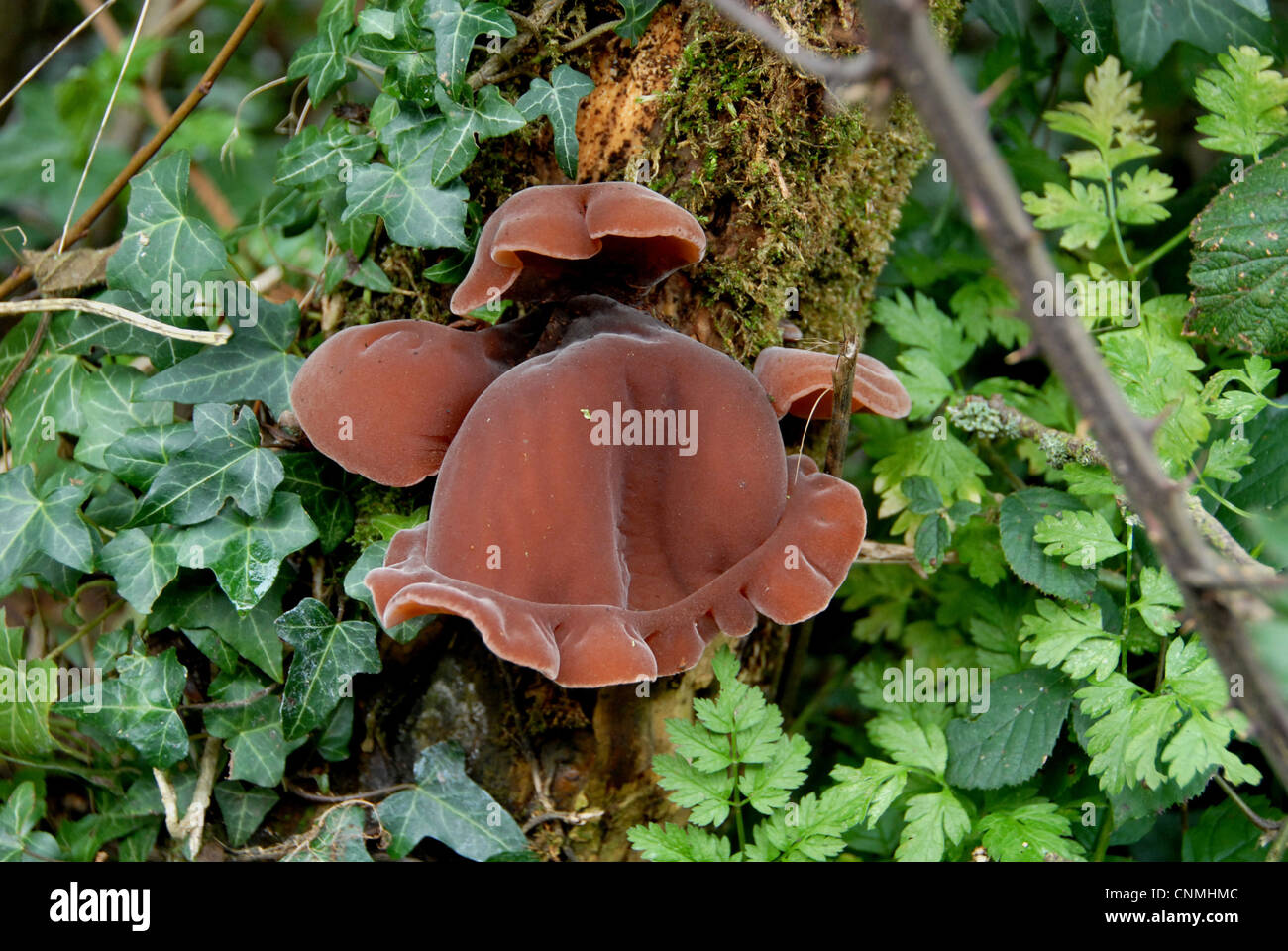 Jew's Ear Fungus Auricularia auricula-judae fruiting bodies growing ...