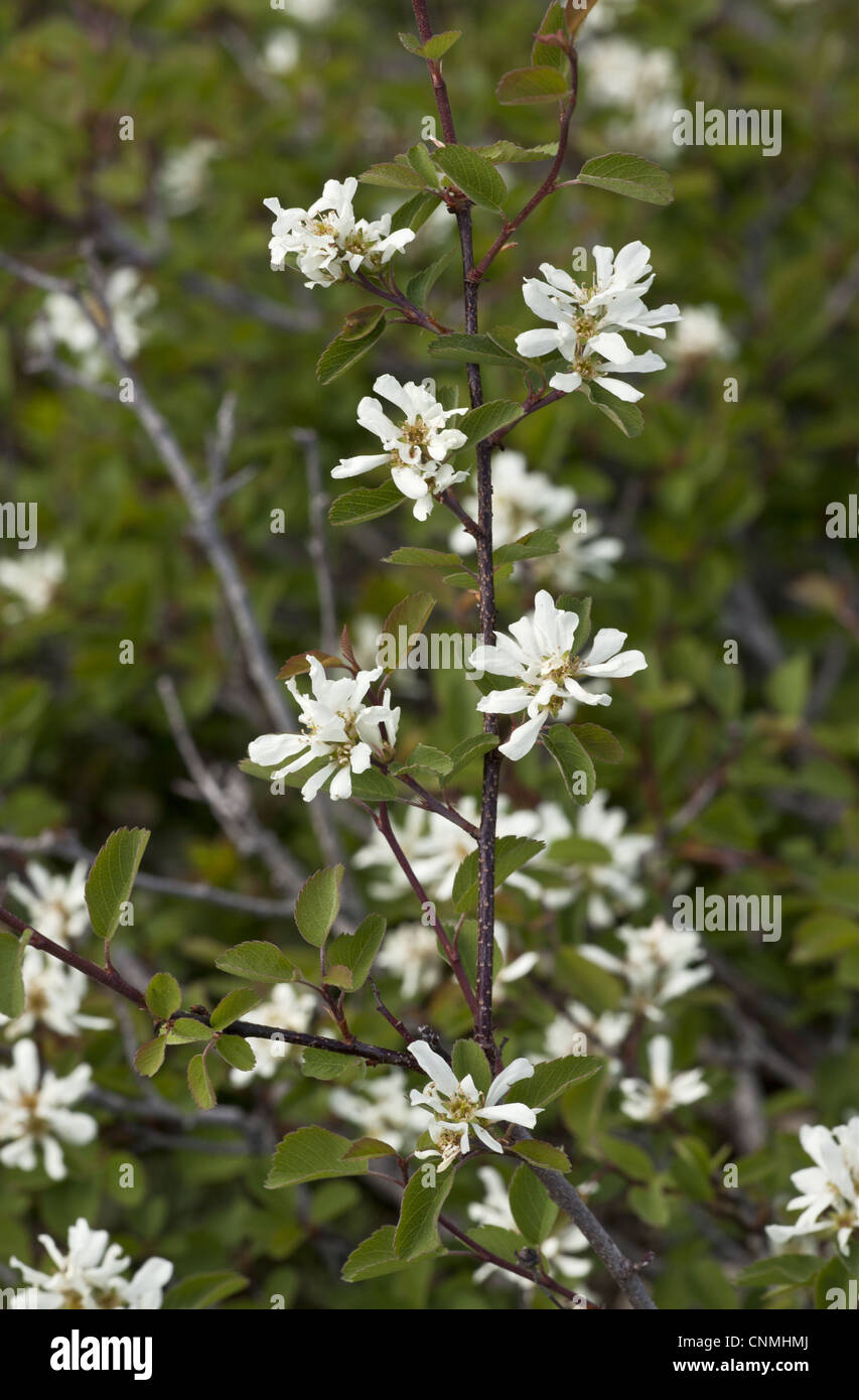 Amelanchier utahensis shrub hi-res stock photography and images - Alamy