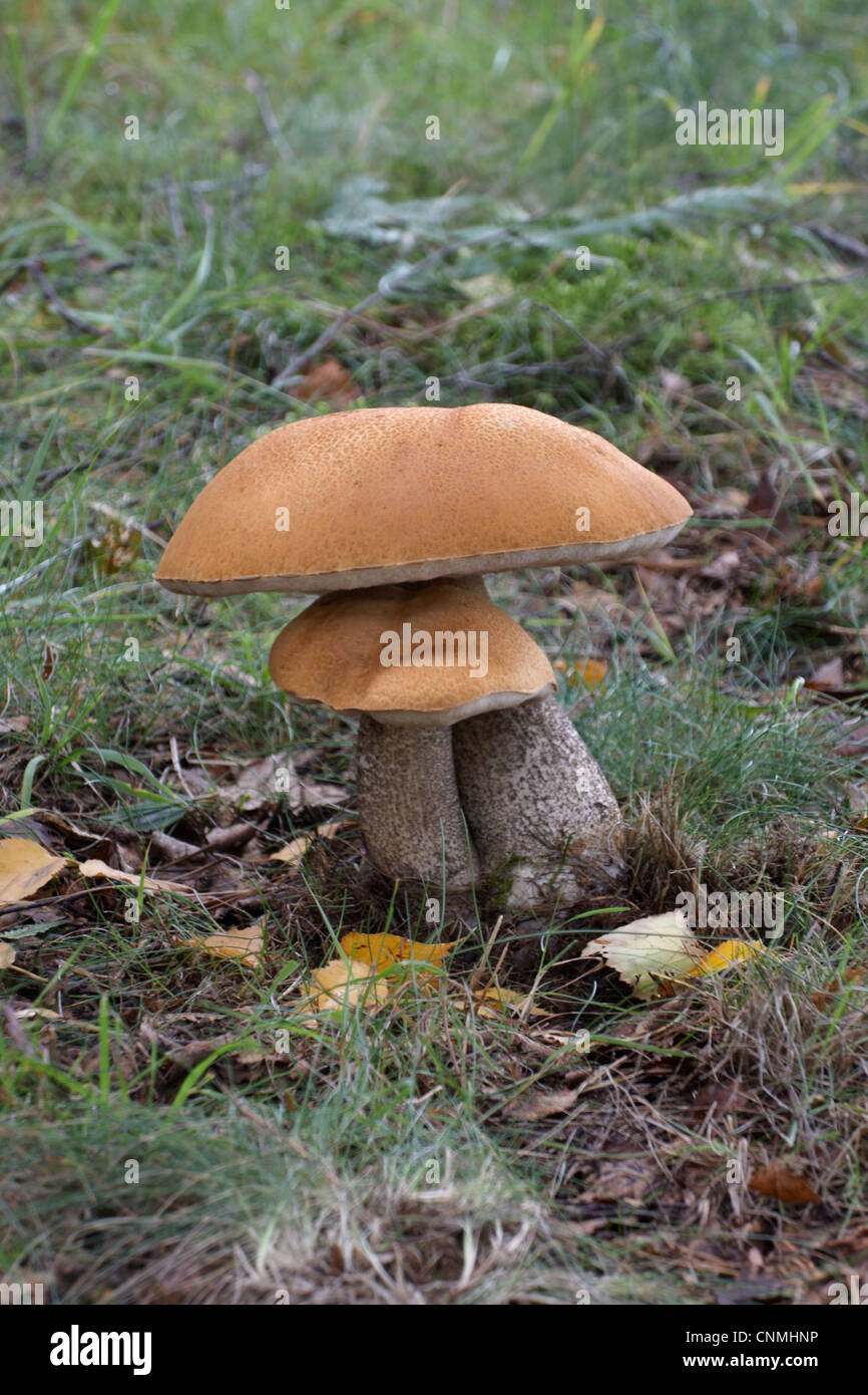 Orange Birch Bolete Leccinum aurantiacum fruiting bodies growing Silver ...