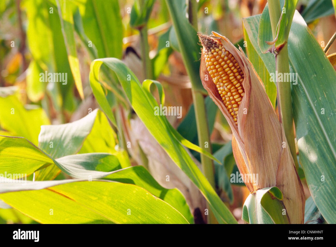 Corn Cobs on the Field Stock Photo - Alamy