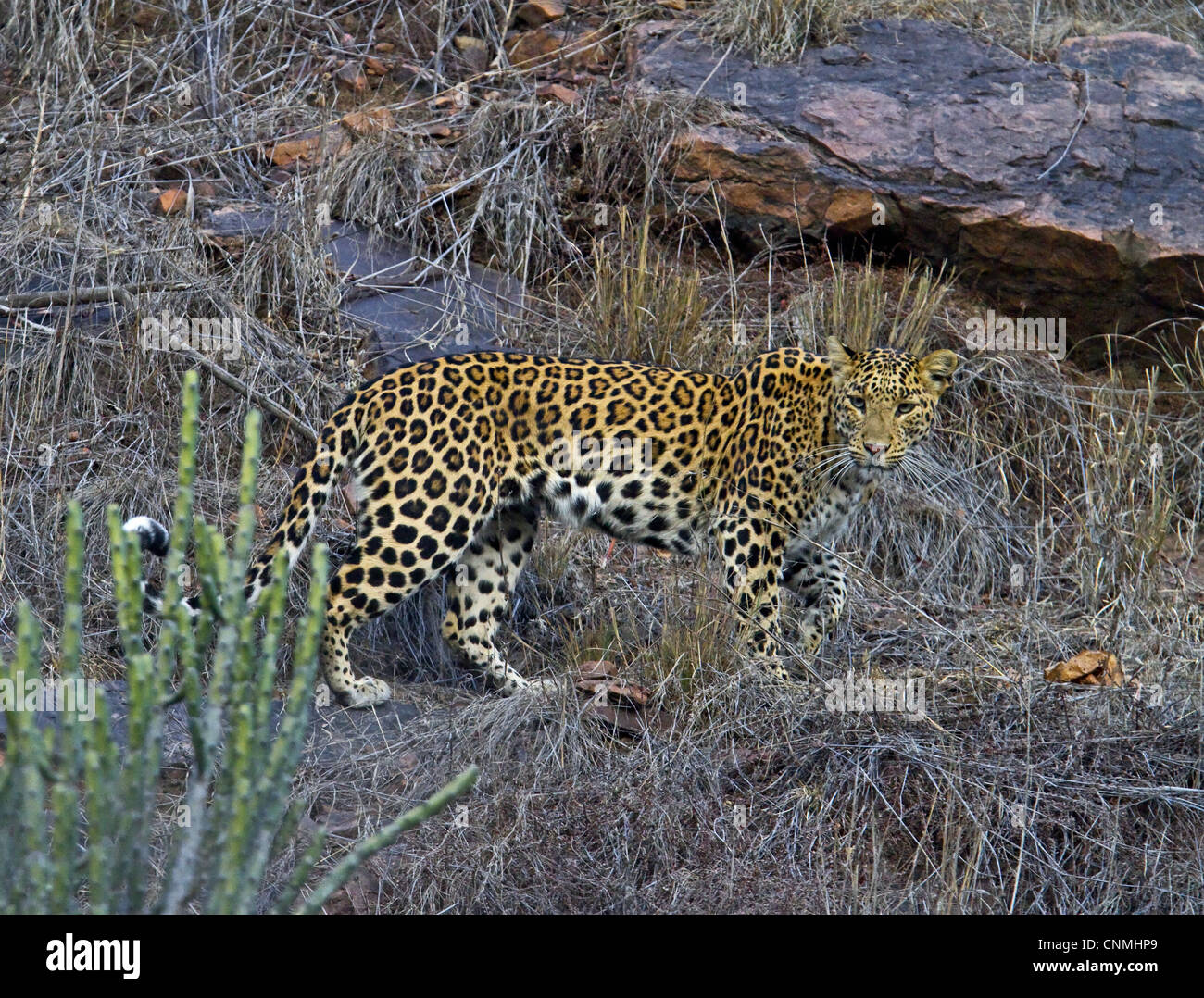 Indian Leopard (Panthera pardus fusca) adult, walking on rocky cliff ...