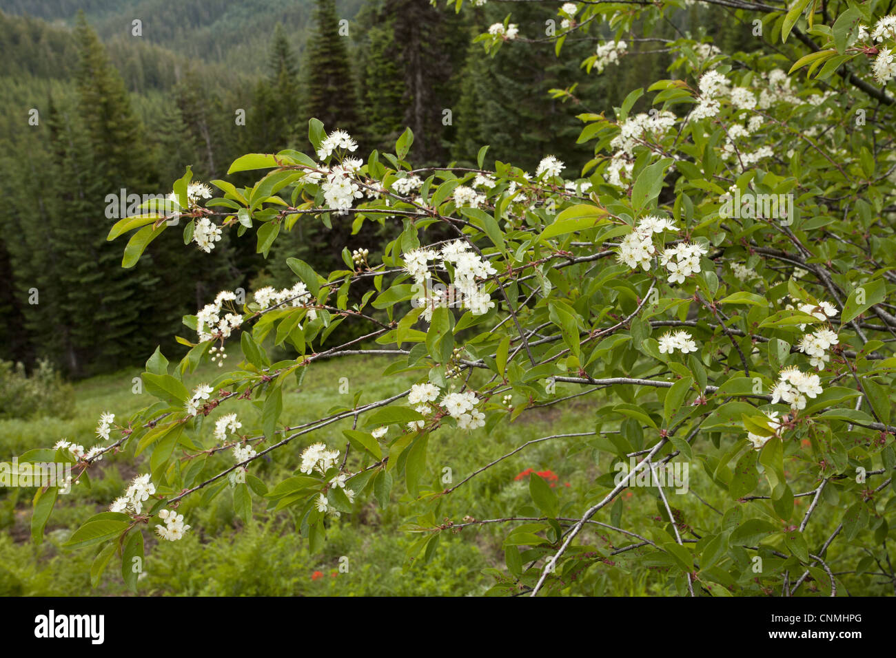 Prunus emarginata hi-res stock photography and images - Alamy