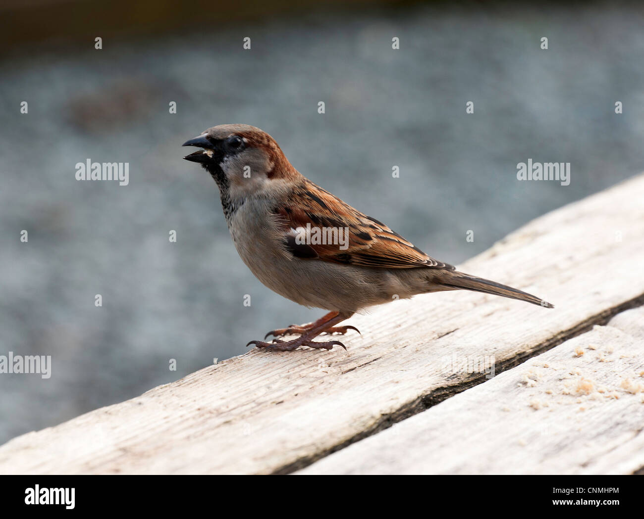 Male House Sparrow Perching on Wooden Picnic Table in Lake District ...