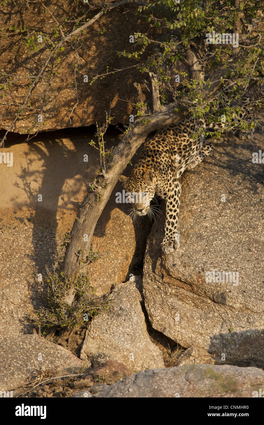 Leopard and aravelli hills hi-res stock photography and images - Alamy