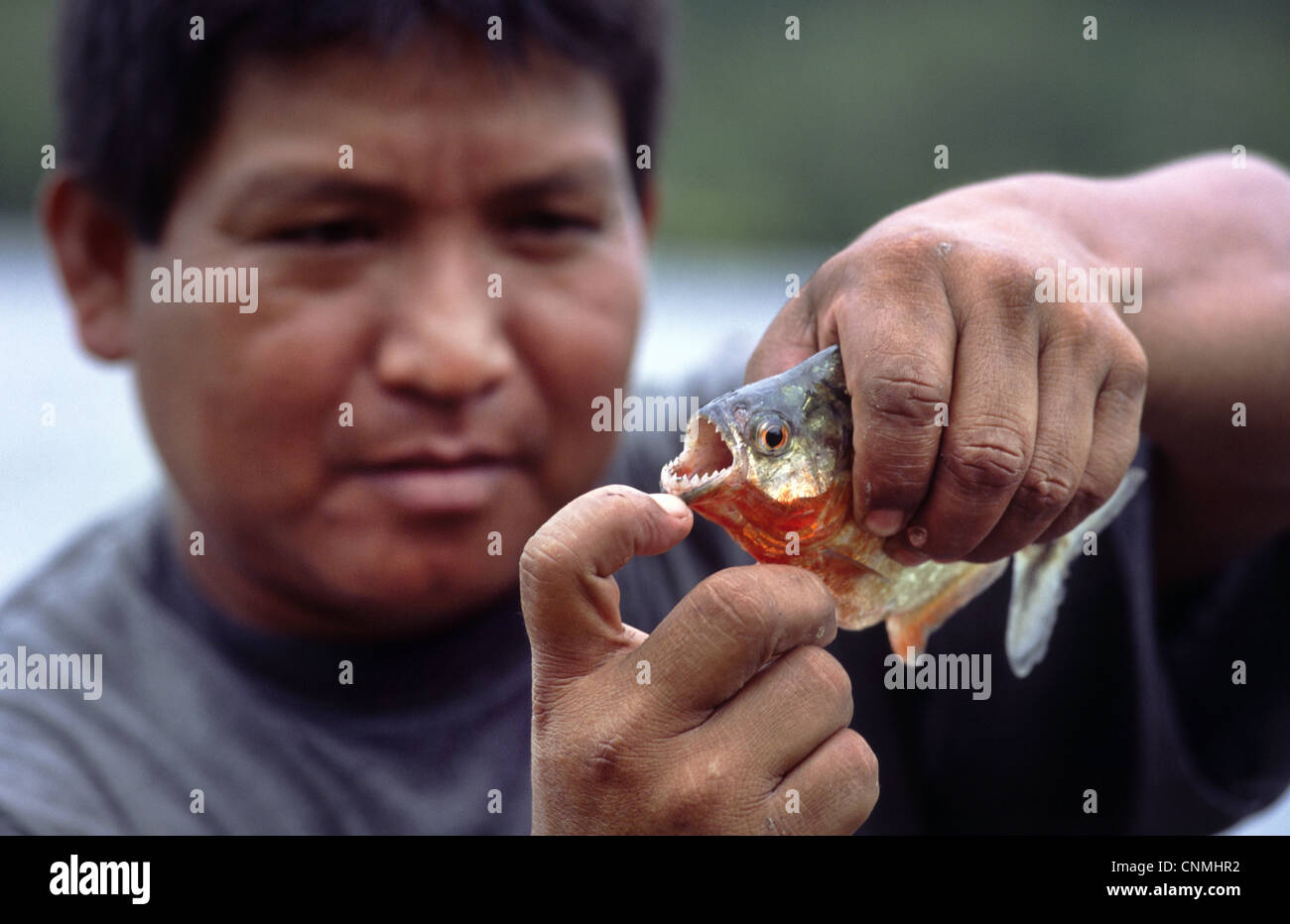 Man with Piranha. Amazon river, Loreto Province, Peru Stock Photo - Alamy