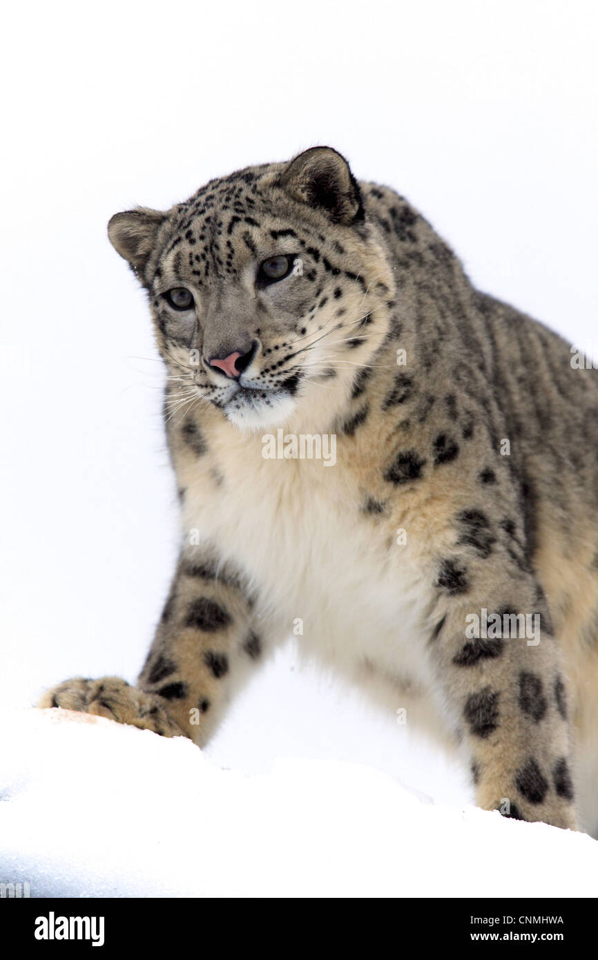 Leopard legs hi-res stock photography and images - Alamy