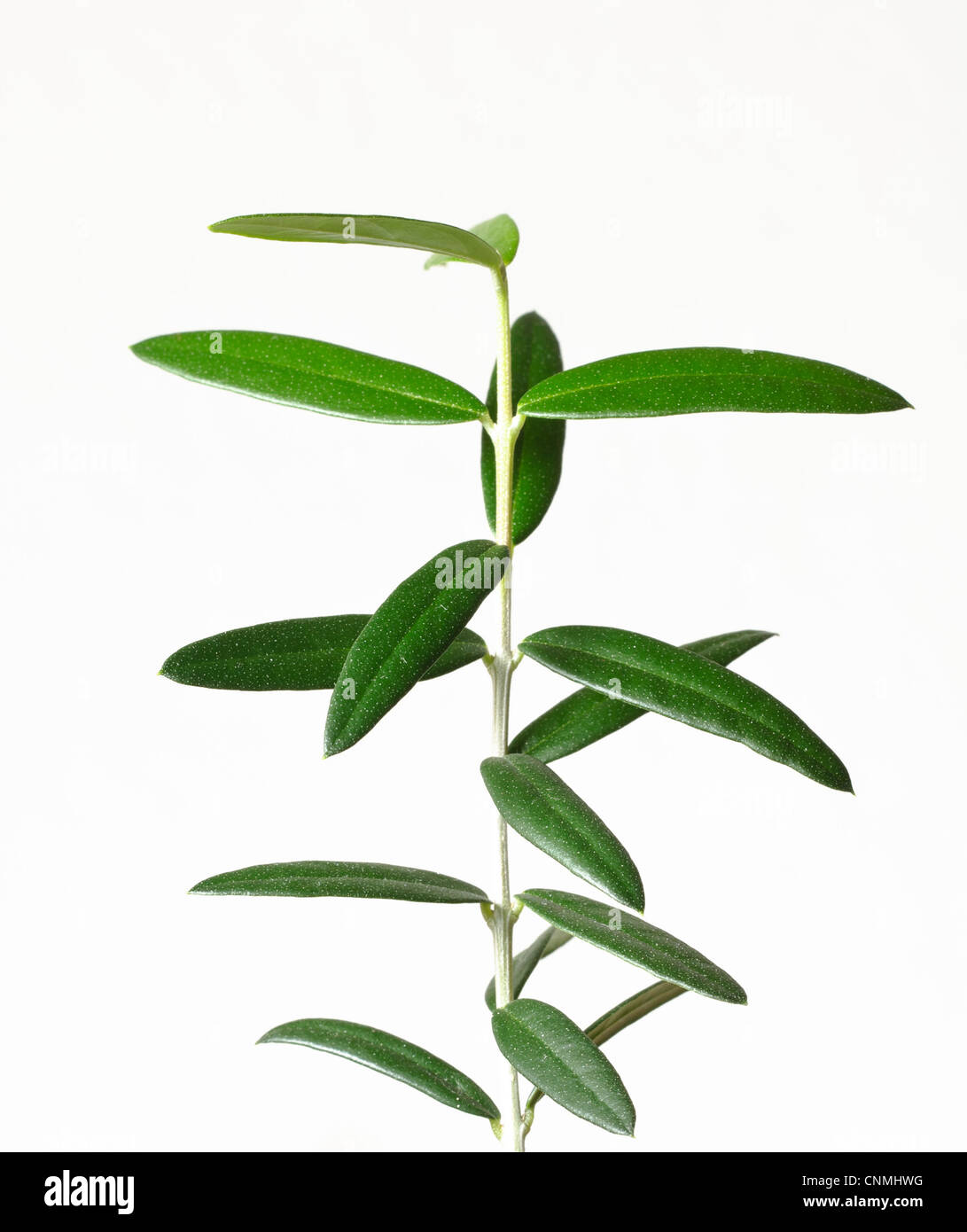 Little olive tree on white background Stock Photo - Alamy