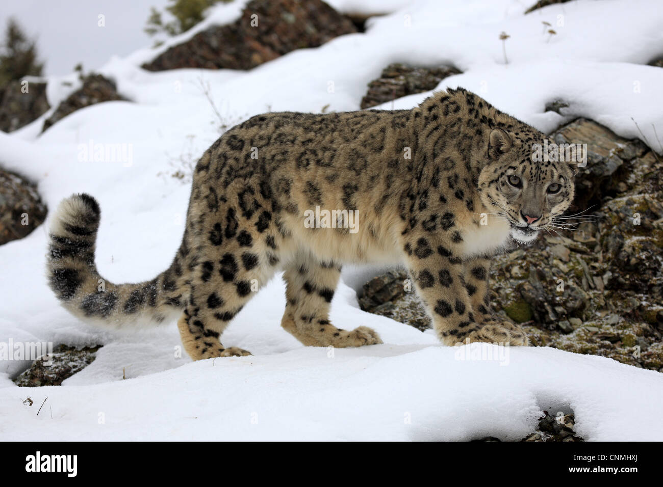 Snow Leopard Standing