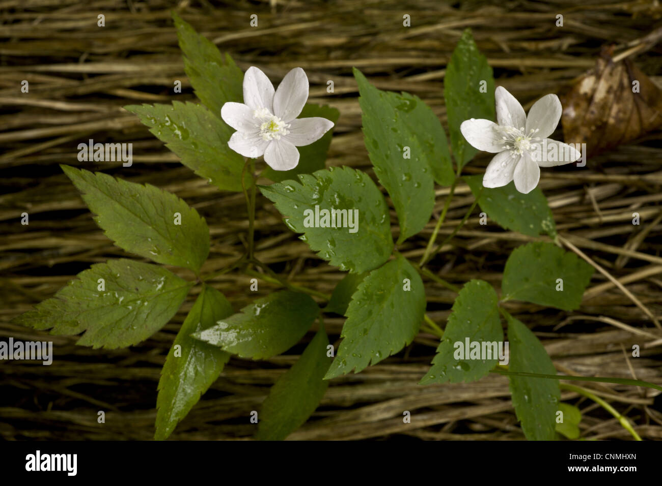 Three-leaved Anemone (Anemone trifolia) flowering, growing in alpine ...