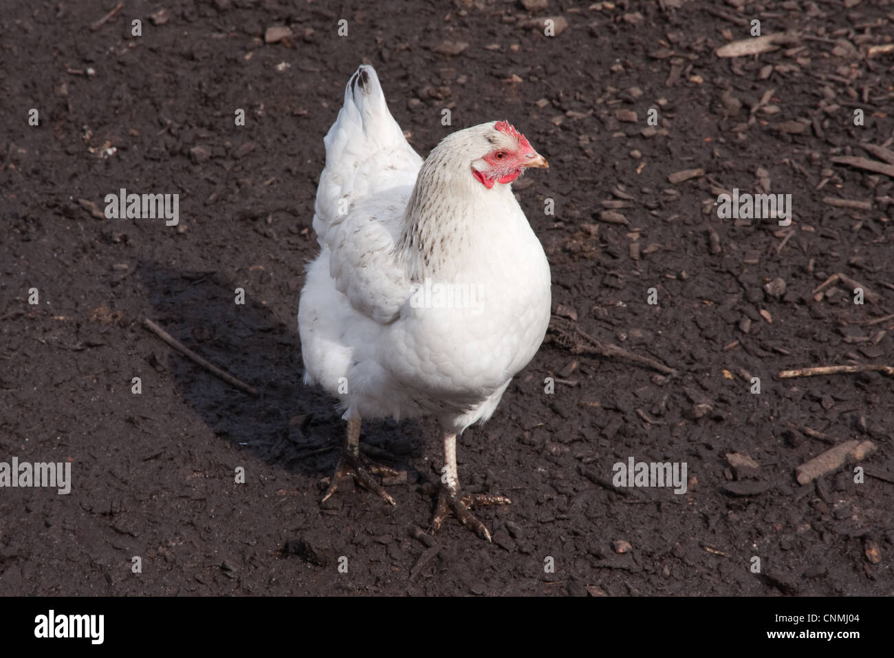 Light Sussex point of lay chicken Stock Photo - Alamy
