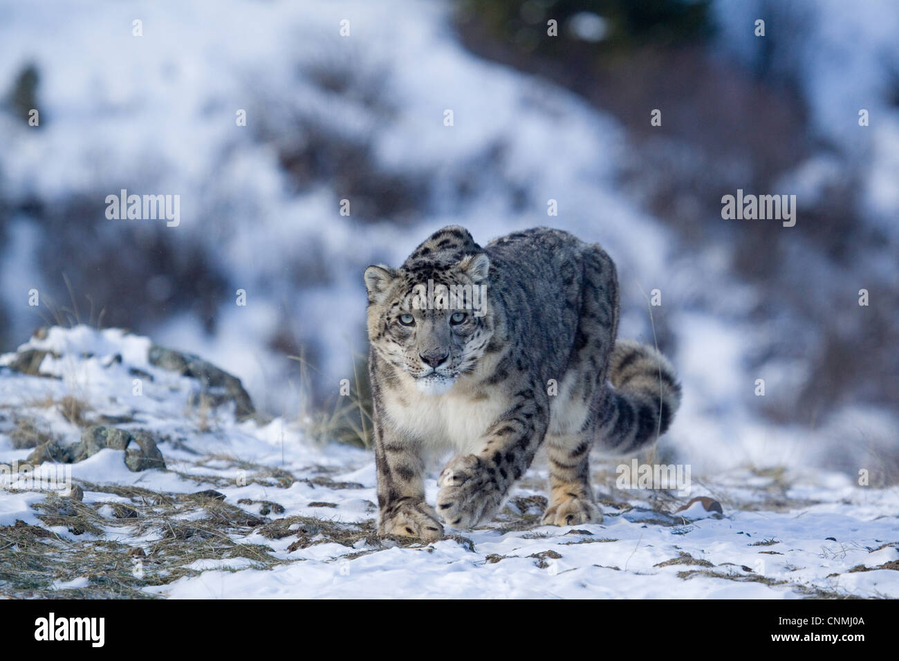 Snow Leopard (Panthera uncia) adult, walking in snow, winter (captive ...