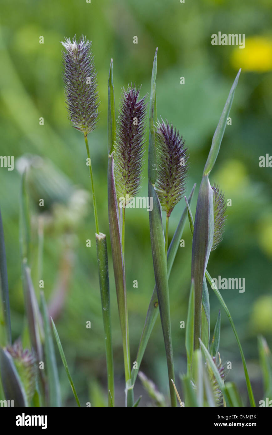 Alpine timothy grass hi-res stock photography and images - Alamy