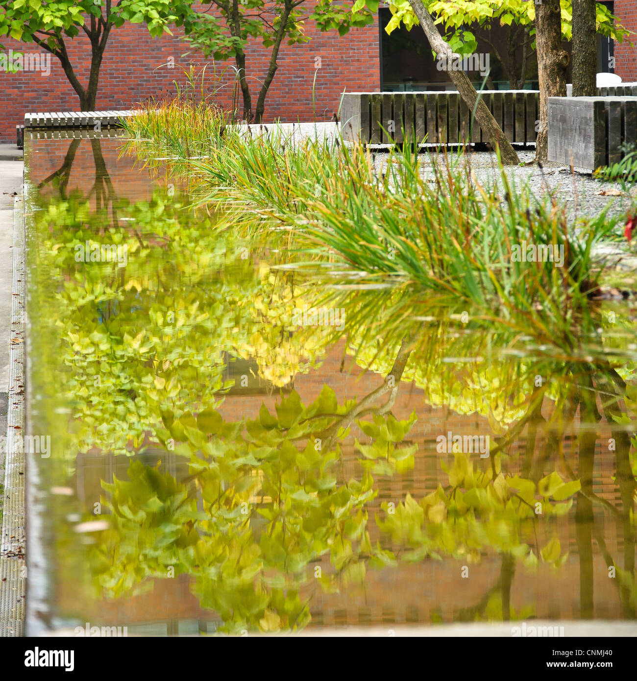 Plants reflected in a body of water Stock Photo - Alamy