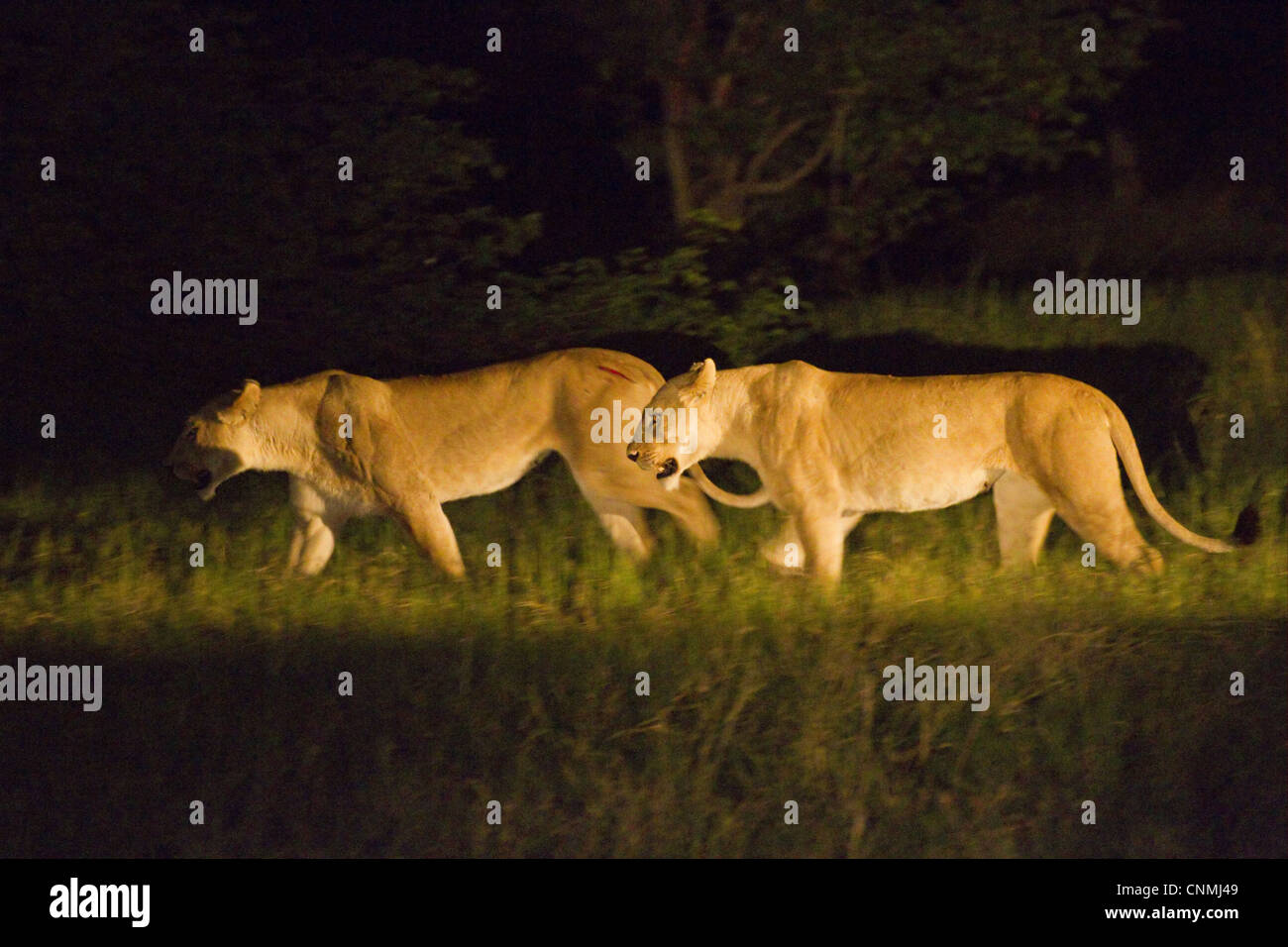 Lion Hunting Night High Resolution Stock Photography and Images - Alamy
