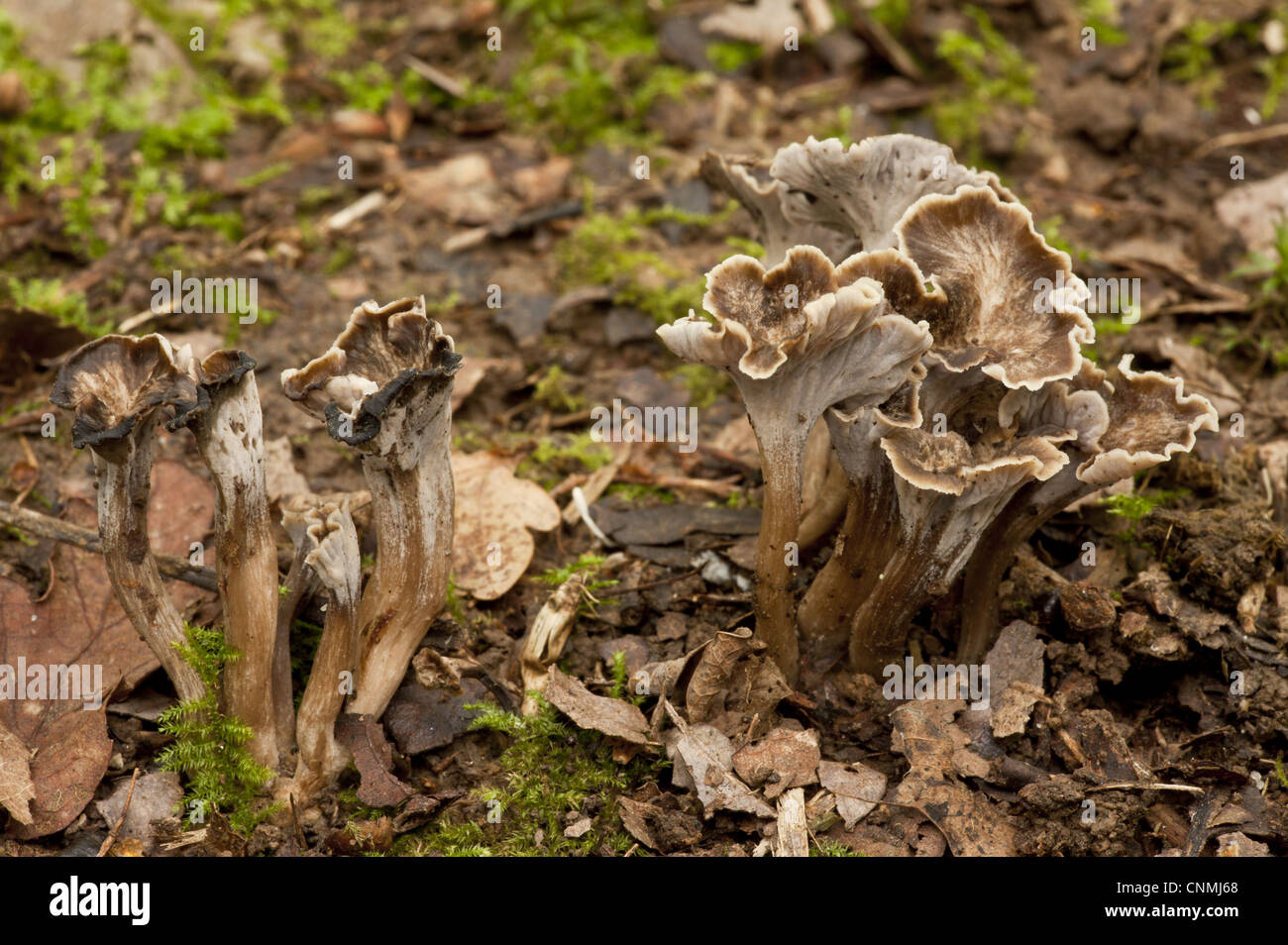 Sinuous body hi-res stock photography and images - Alamy