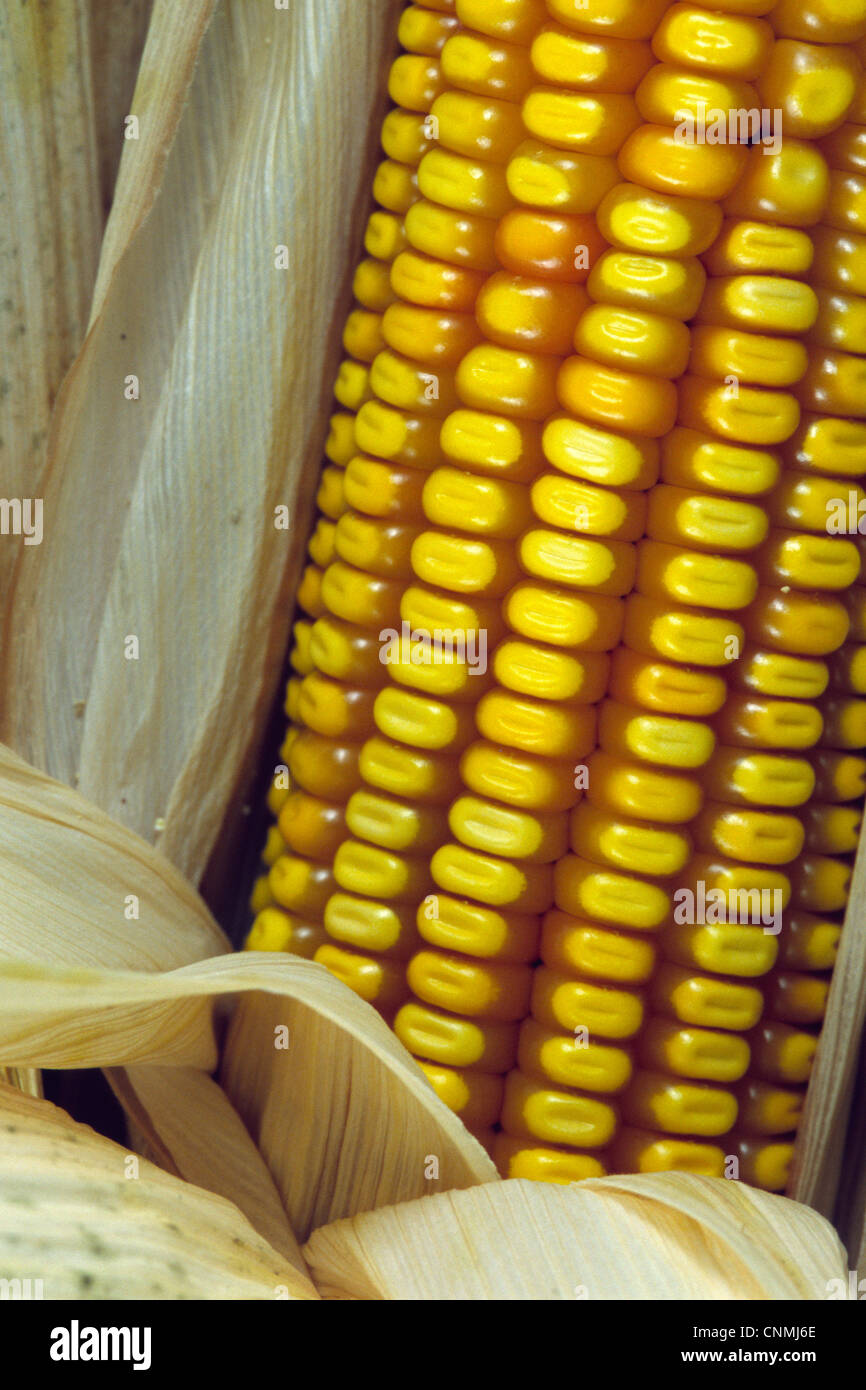 Corn Cereal Close up Stock Photo - Alamy