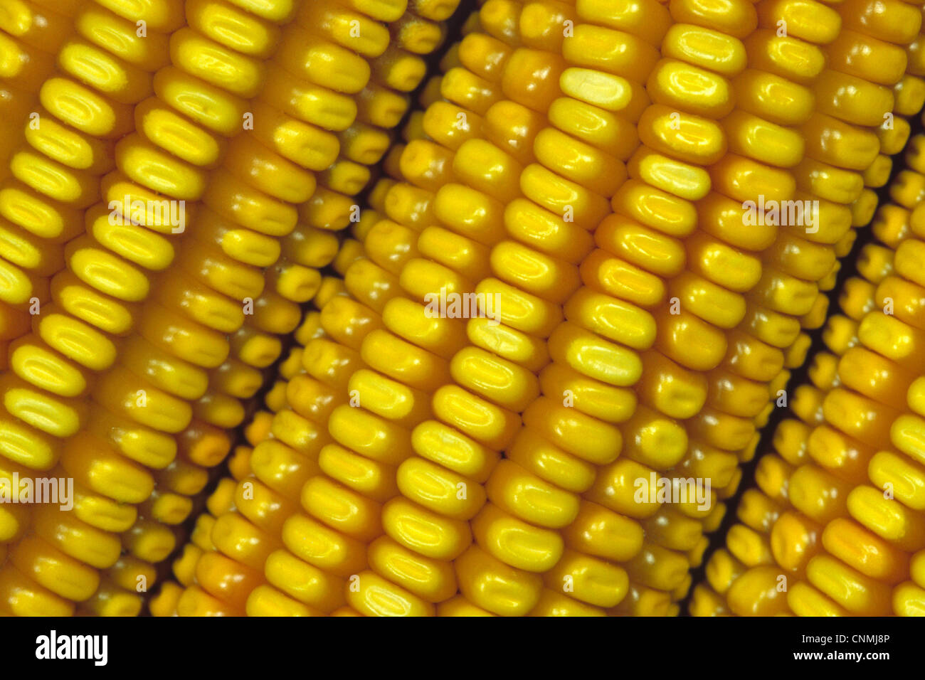 Corn Cereal Close up Stock Photo - Alamy