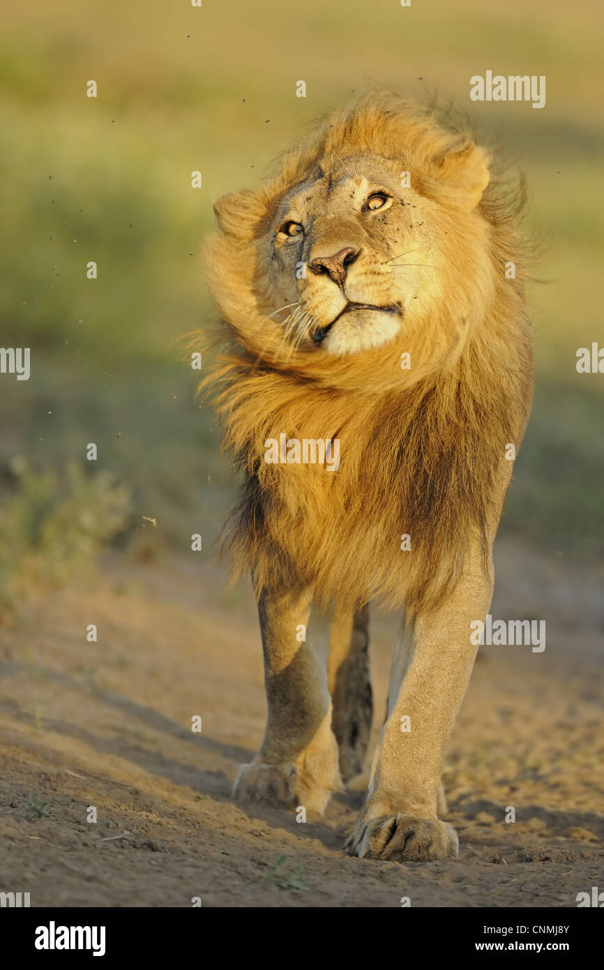 Mane shake High Resolution Stock Photography and Images - Alamy